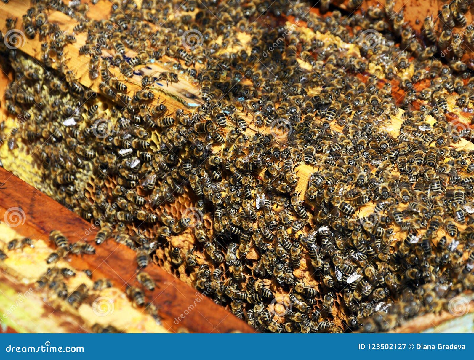 Bee Hive stock image. Image of large, working, insects - 123502127