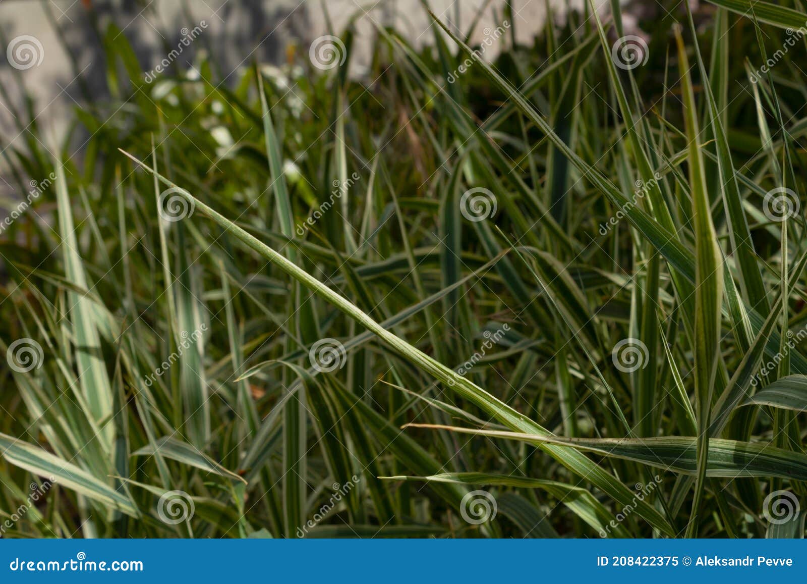 Large Amount of Green Grass Side View Stock Image - Image of beautiful ...