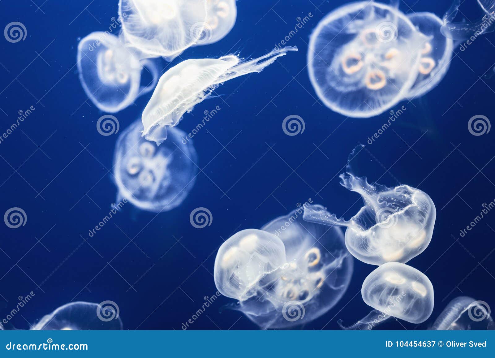 Large Amount of Jelly Fish Floating in Water Stock Image - Image of ...