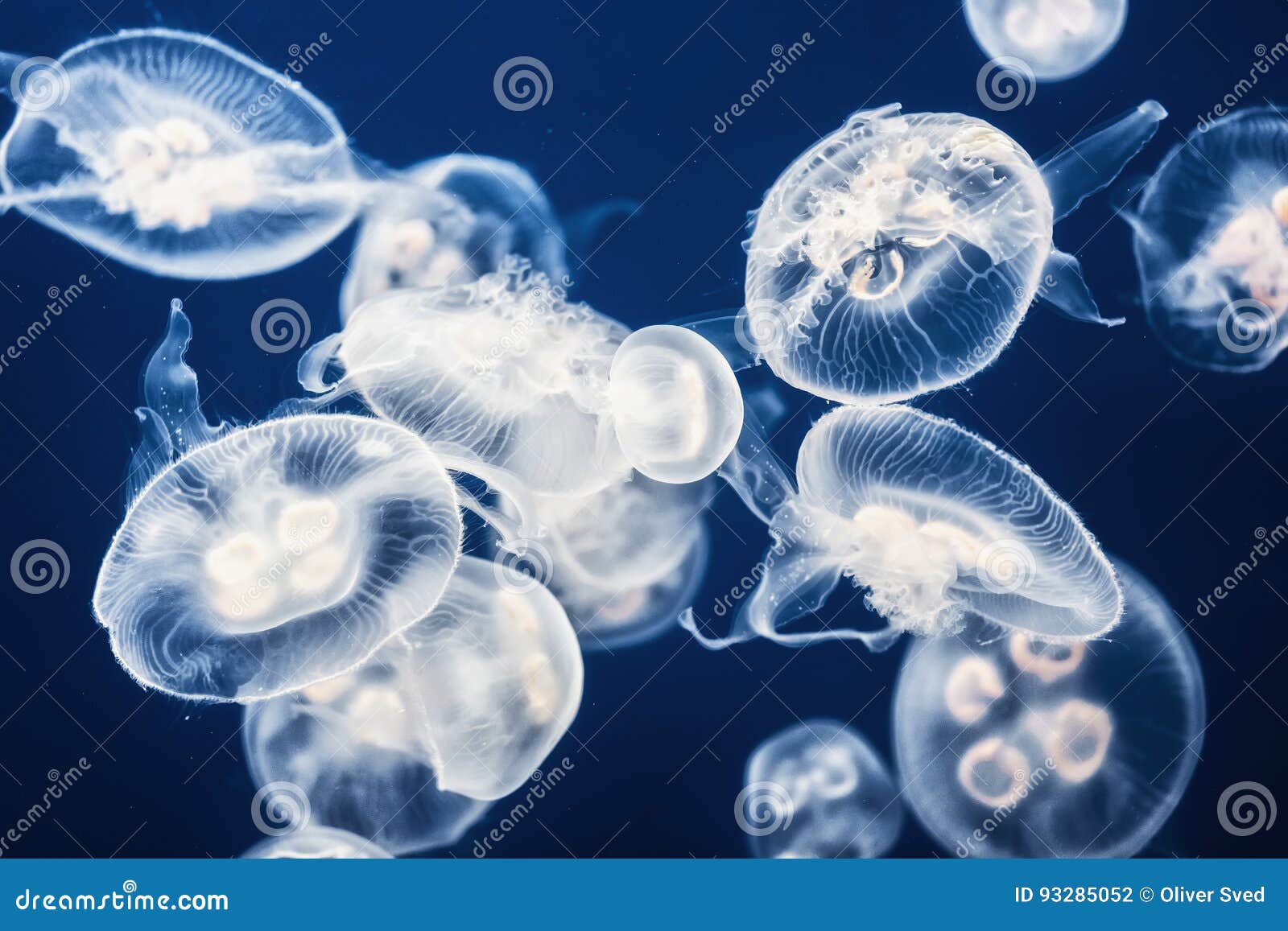 Large Amount of Jelly Fish Floating in Water Stock Photo - Image of ...