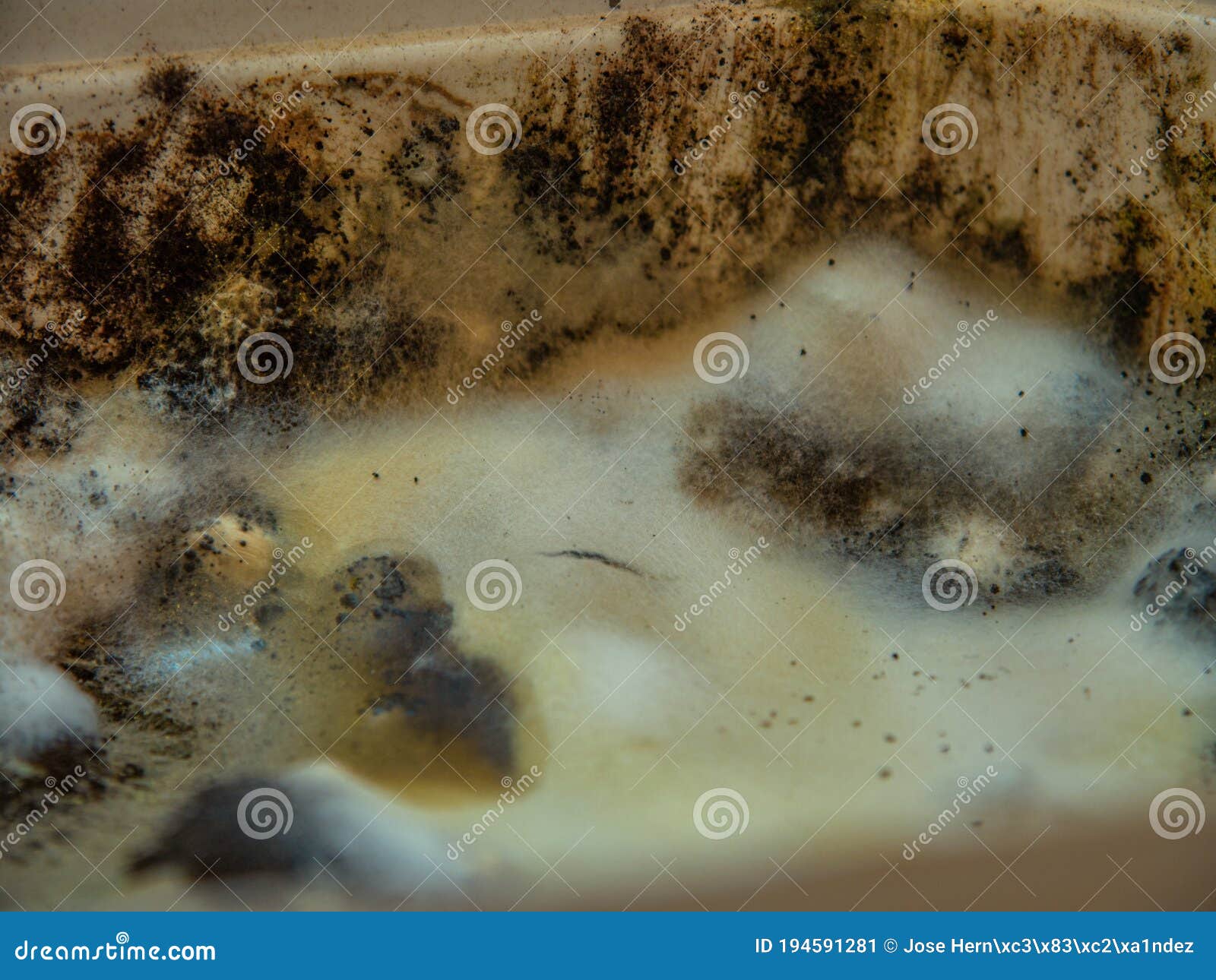 Mold Growing on the Surface of a Spoiled Food Stock Image - Image of ...