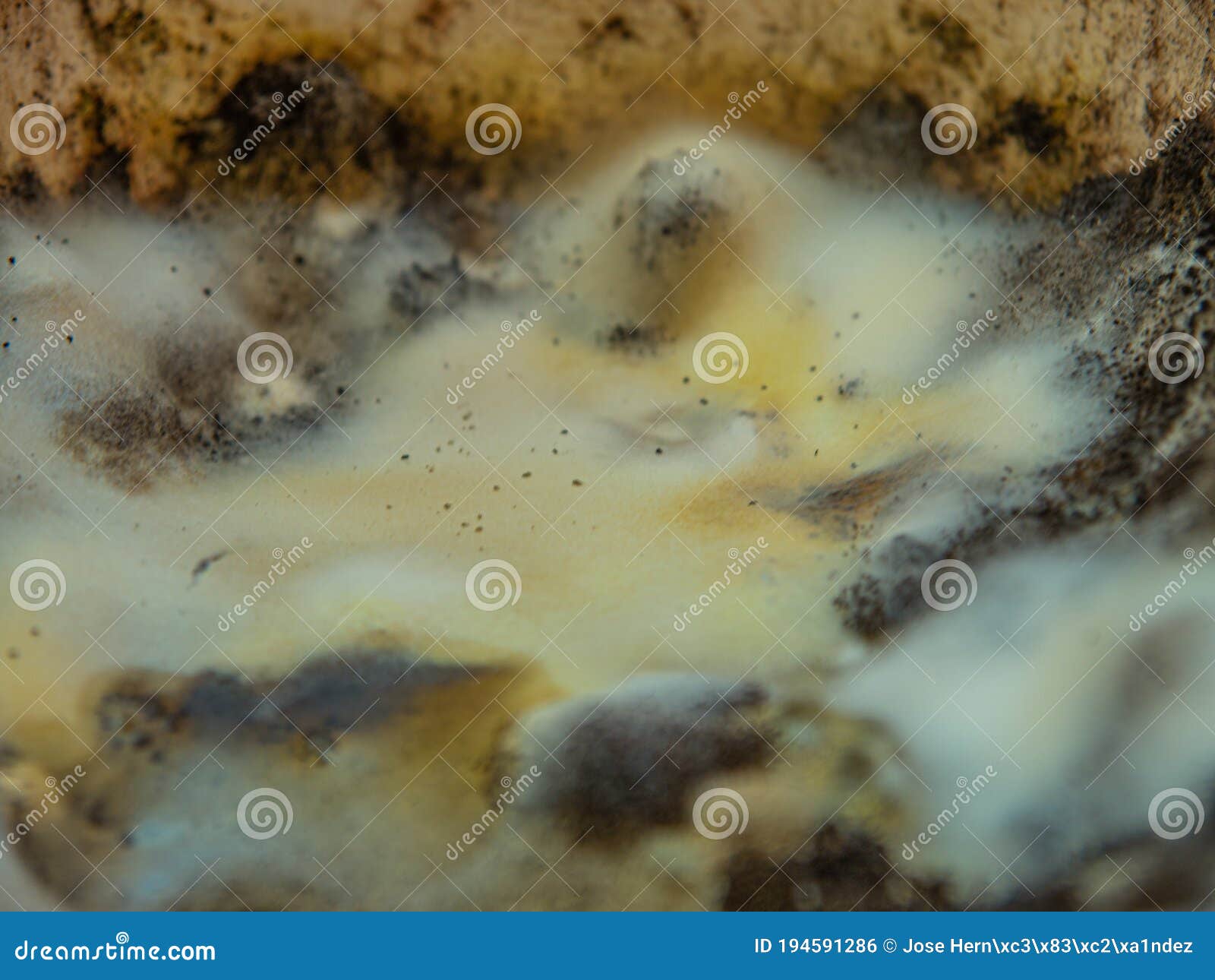 Mold Growing on the Surface of a Spoiled Food Stock Photo - Image of ...