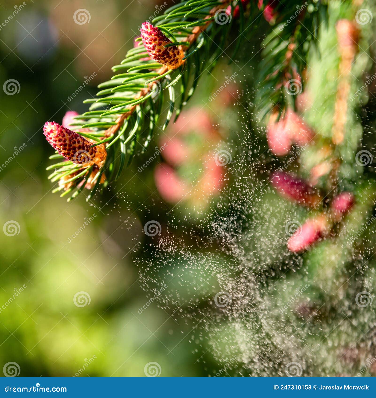 Large Amount of Pollen Tree Stock Photo - Image of pollen, foliage ...