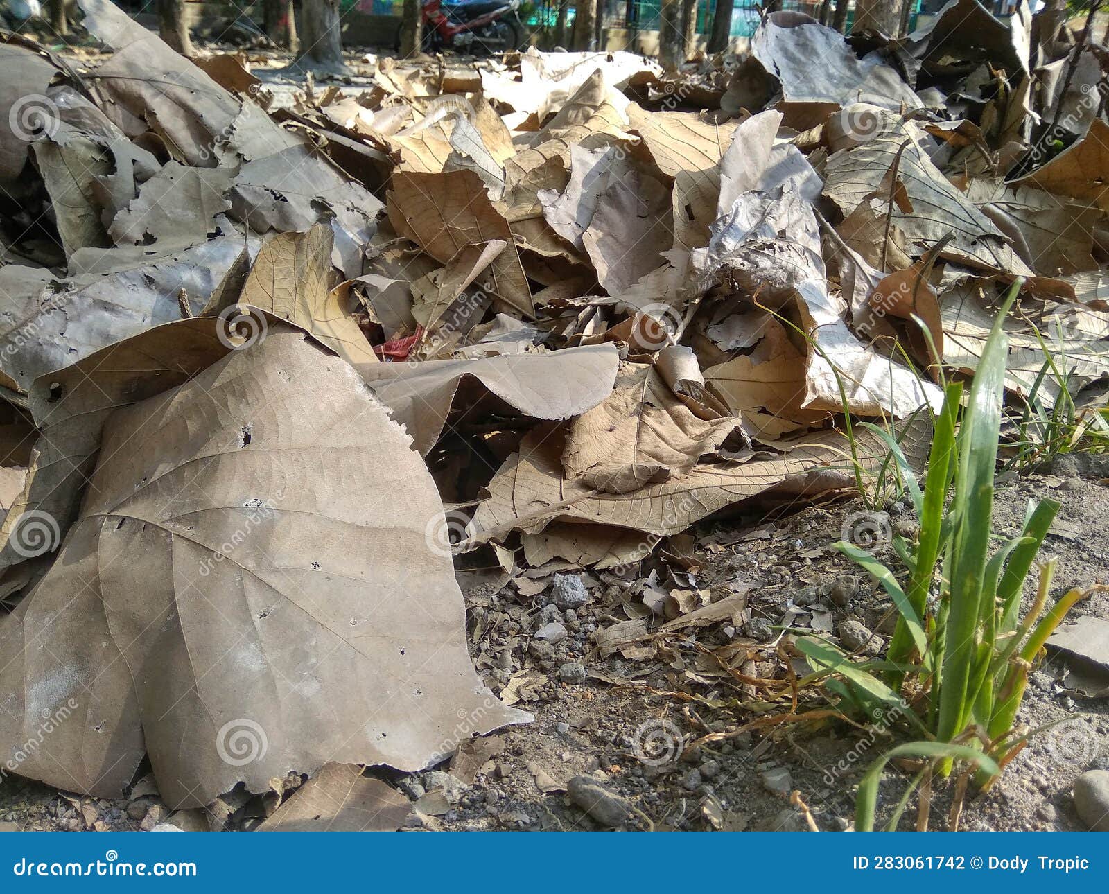 Large Amounts of Dry Leaf Litter Stock Photo - Image of pattern, fall ...