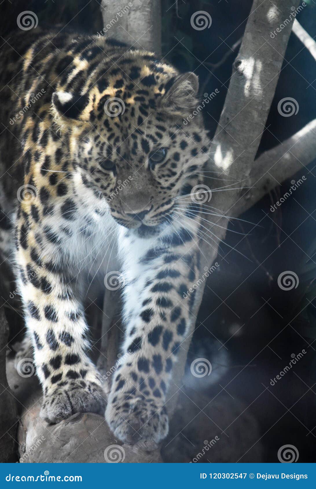 Large Amur Leopard Pacing on a Large Log Stock Image - Image of stalk ...