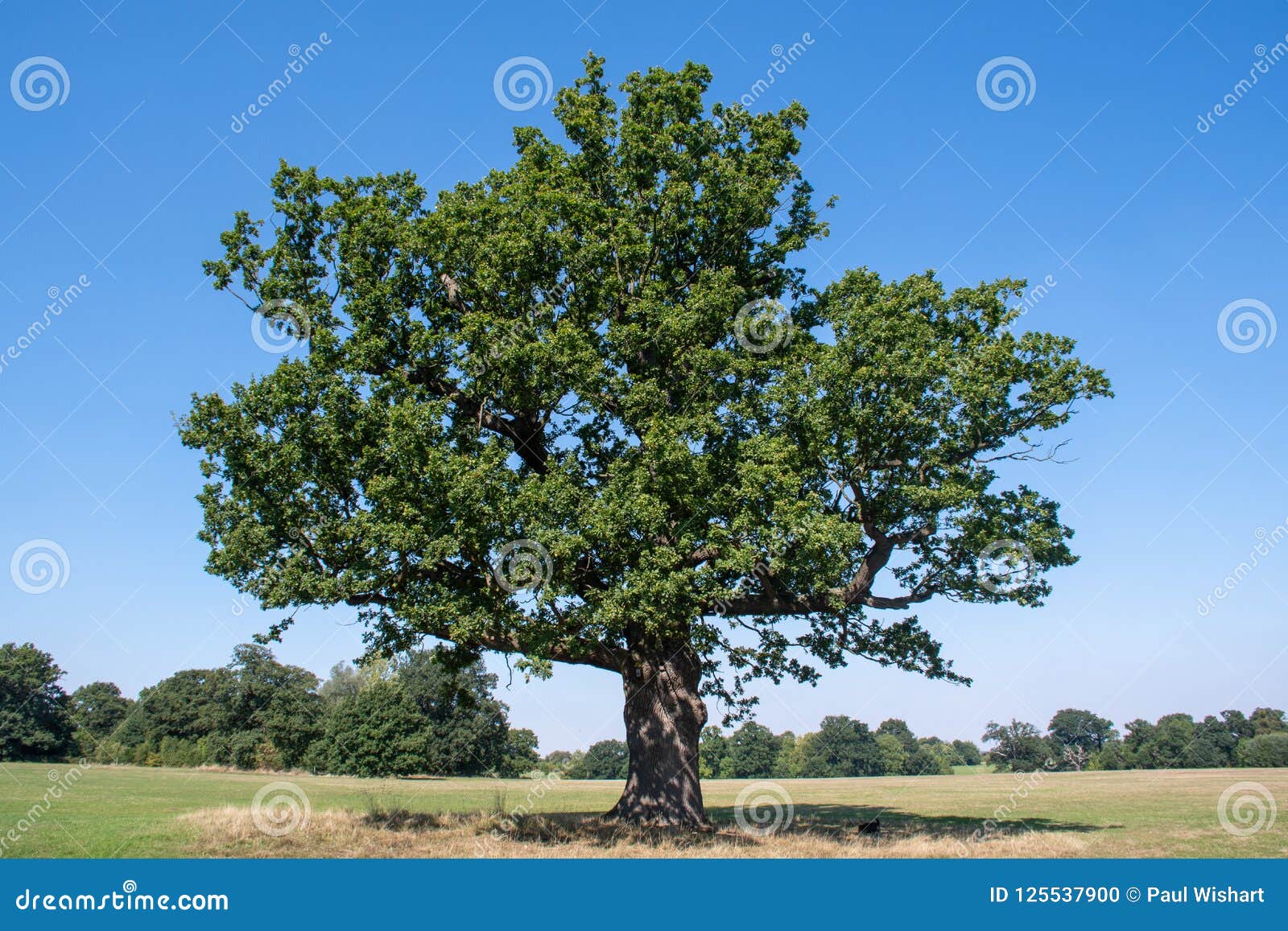Large ancient Oak tree stock photo. Image of beautiful - 125537900