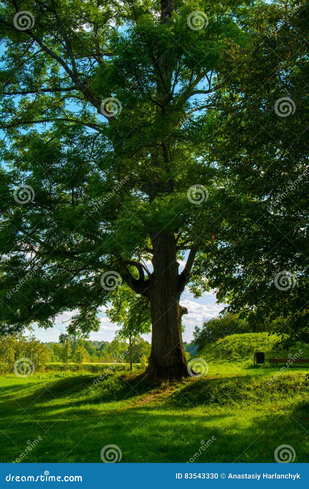 A Large Ancient Tree.ash Tree Stock Photo - Image of greens, tree: 83543330