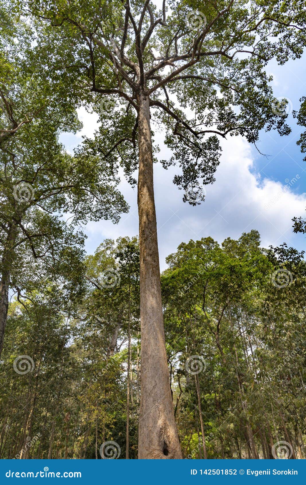 A Large Ancient Tree in the Compound of a Buddhist Temple Stock Photo ...