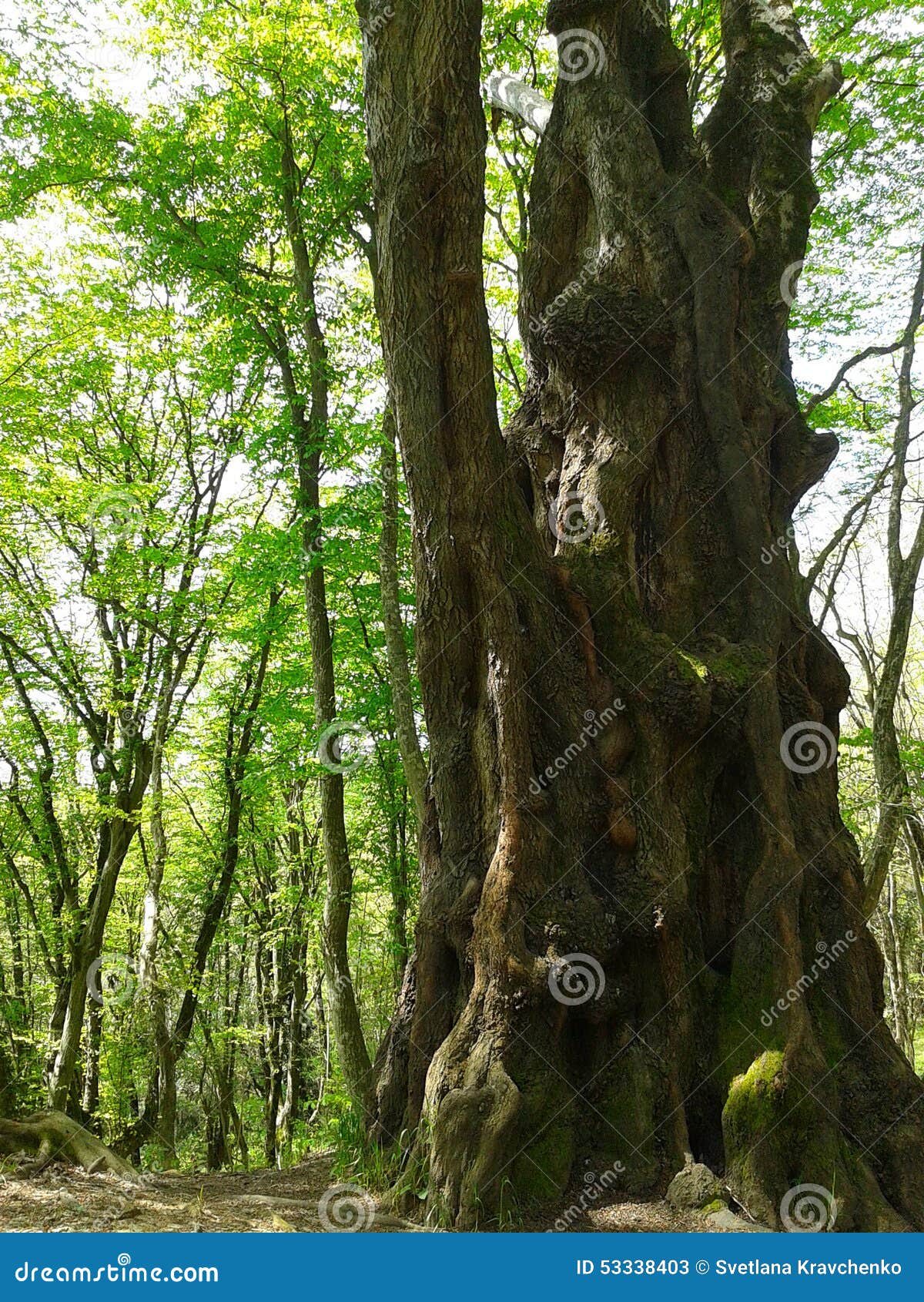 Large Ancient Tree in Spring Forest Stock Image - Image of sunny, green ...