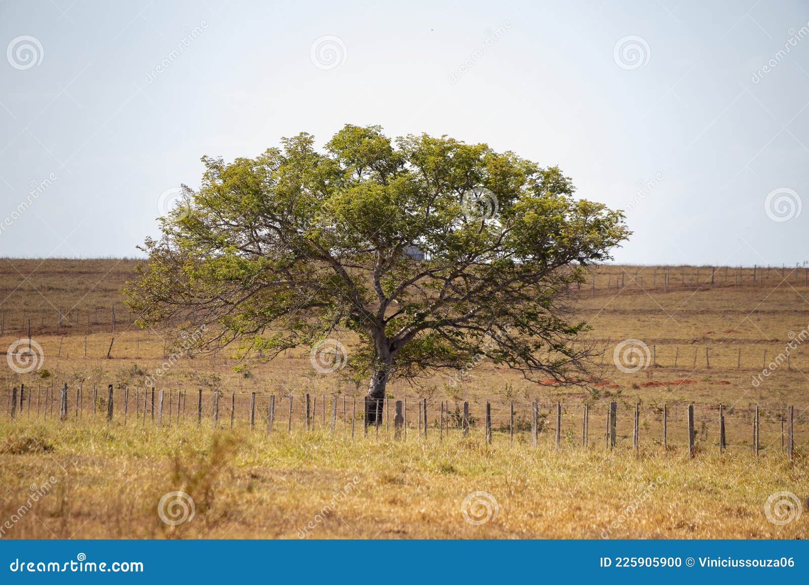 Large angiosperm tree stock photo. Image of spring, sunny - 225905900