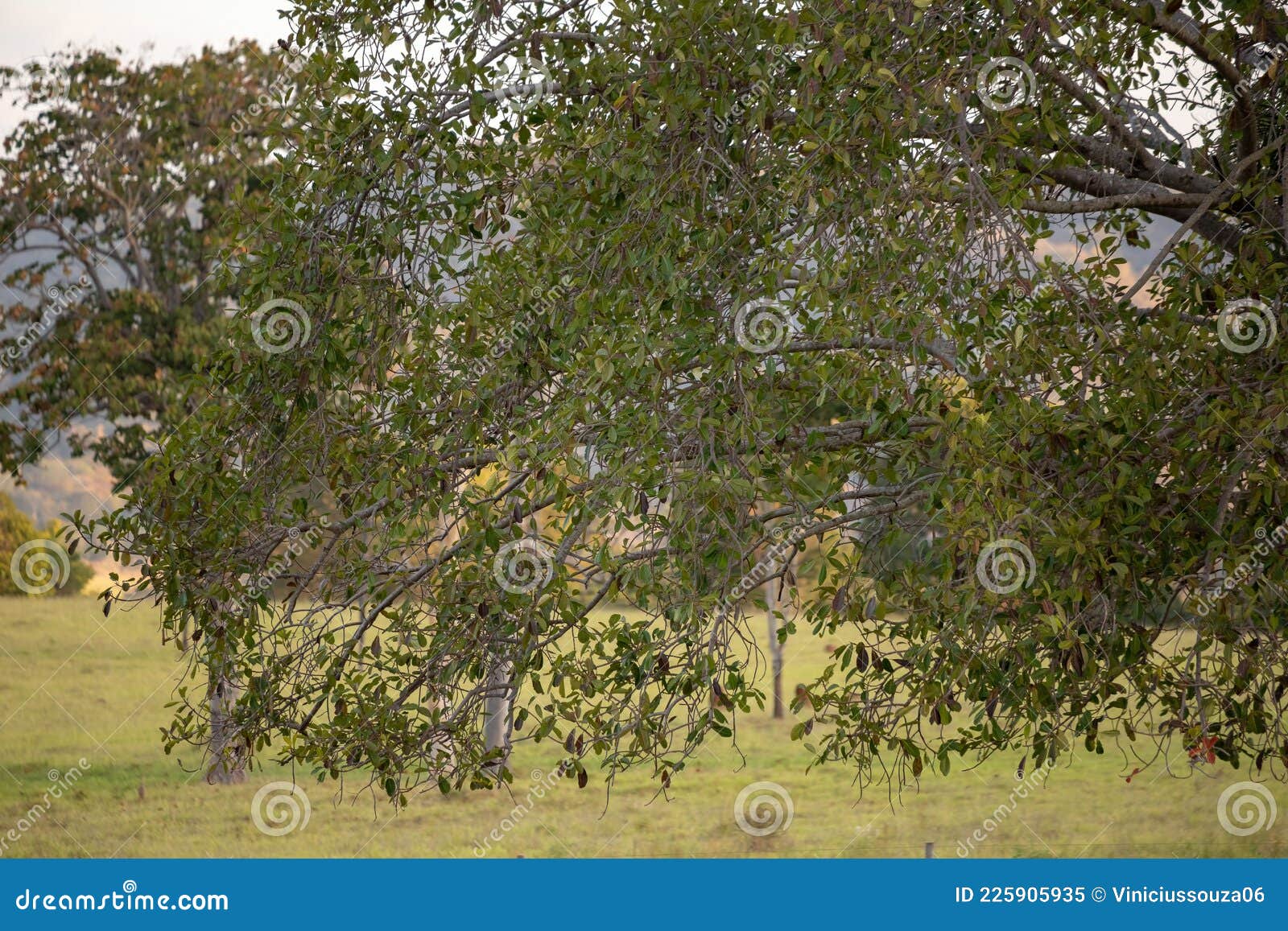 Large angiosperm tree stock image. Image of blue, forest - 225905935