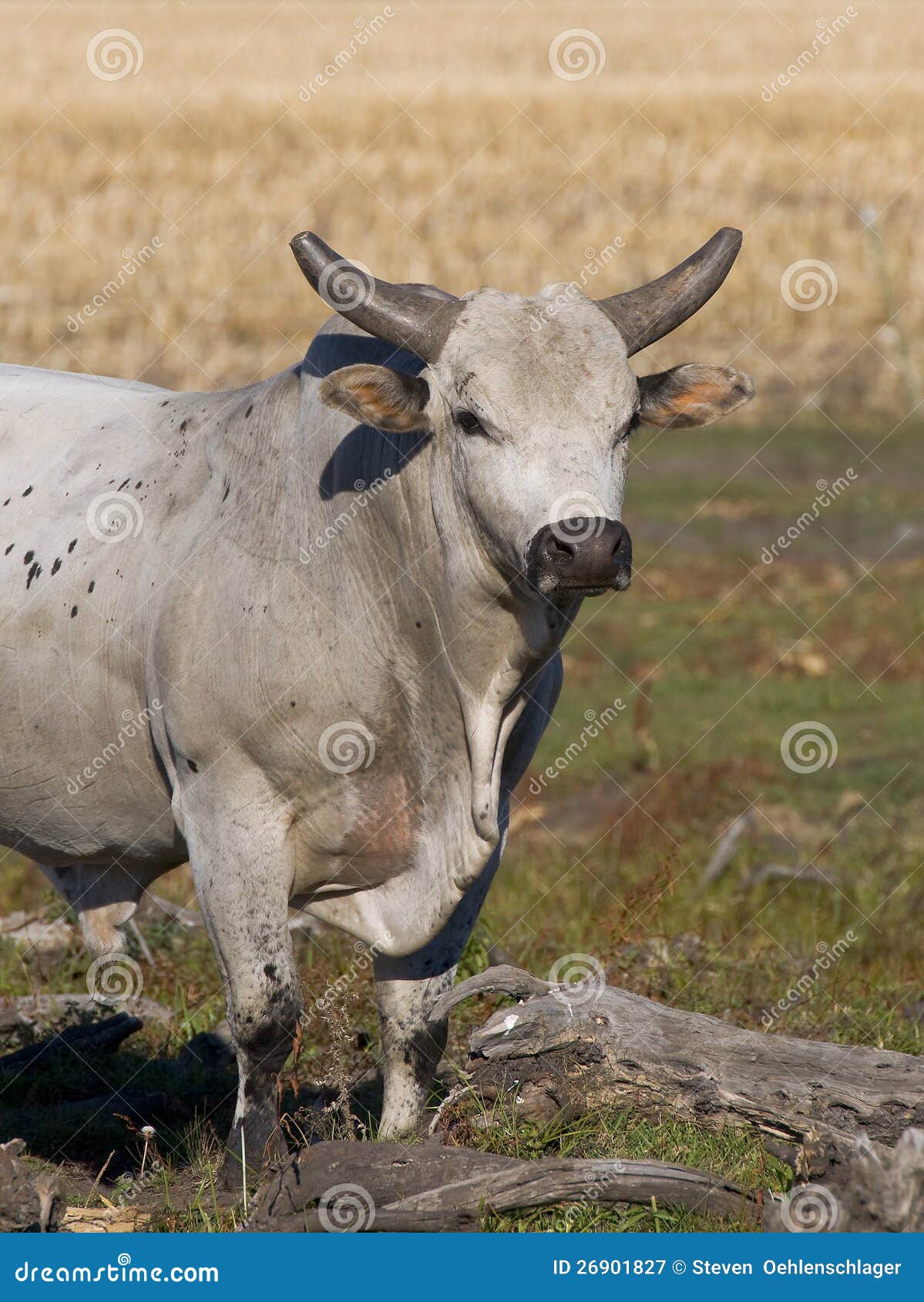 Large Angry Bull Royalty Free Stock Photography - Image: 26901827