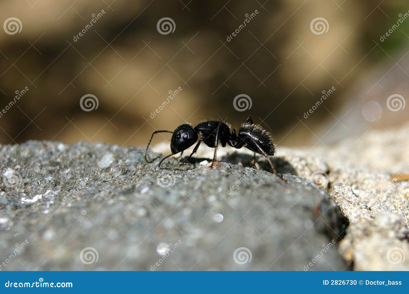 Large Ant stock photo. Image of homoptera, legs, fauna - 2826730