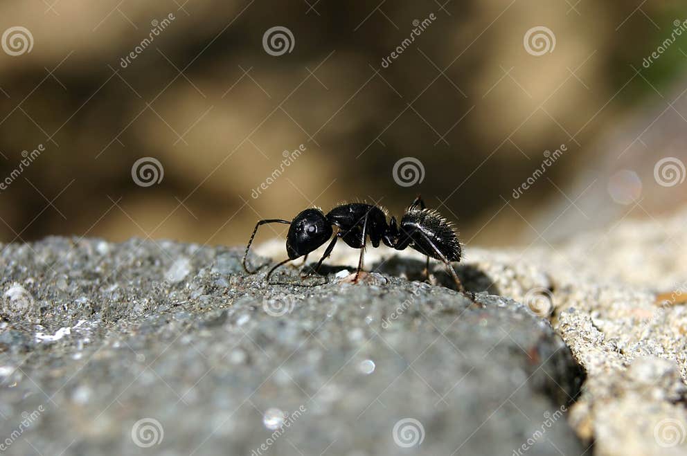 Large Ant stock photo. Image of homoptera, legs, fauna - 2826730