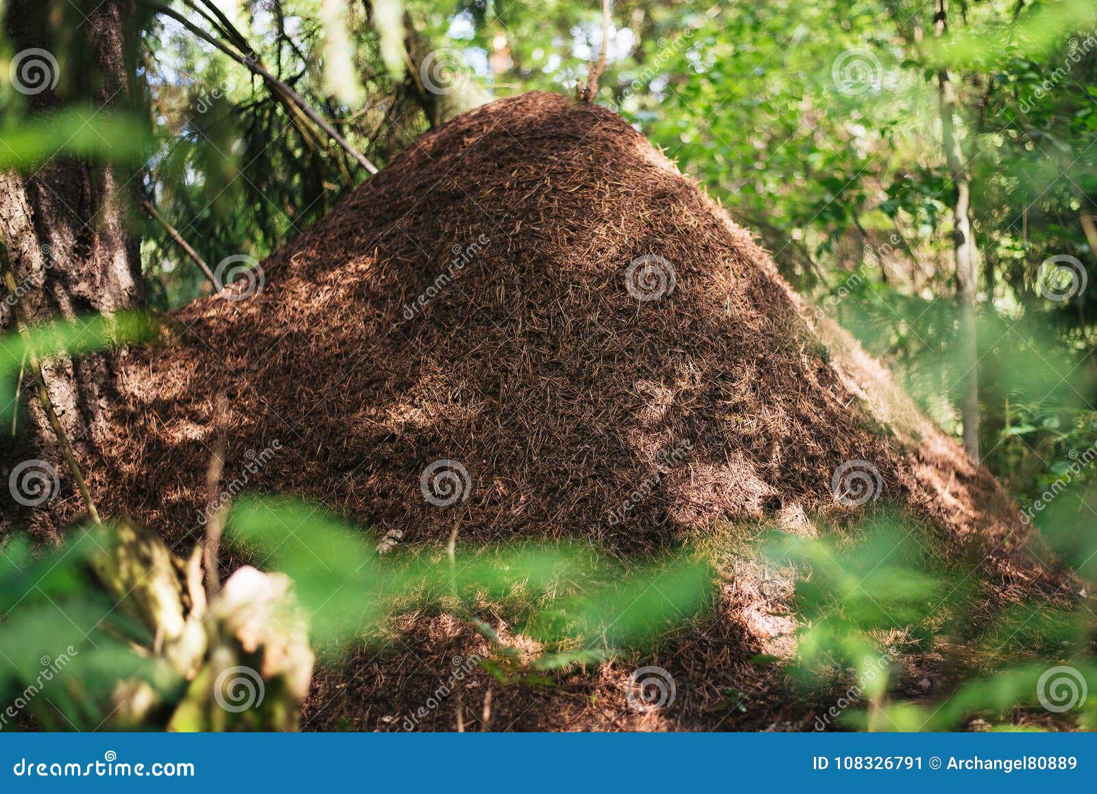 Large Ant Hill on a Background of Trees Stock Image - Image of animal ...