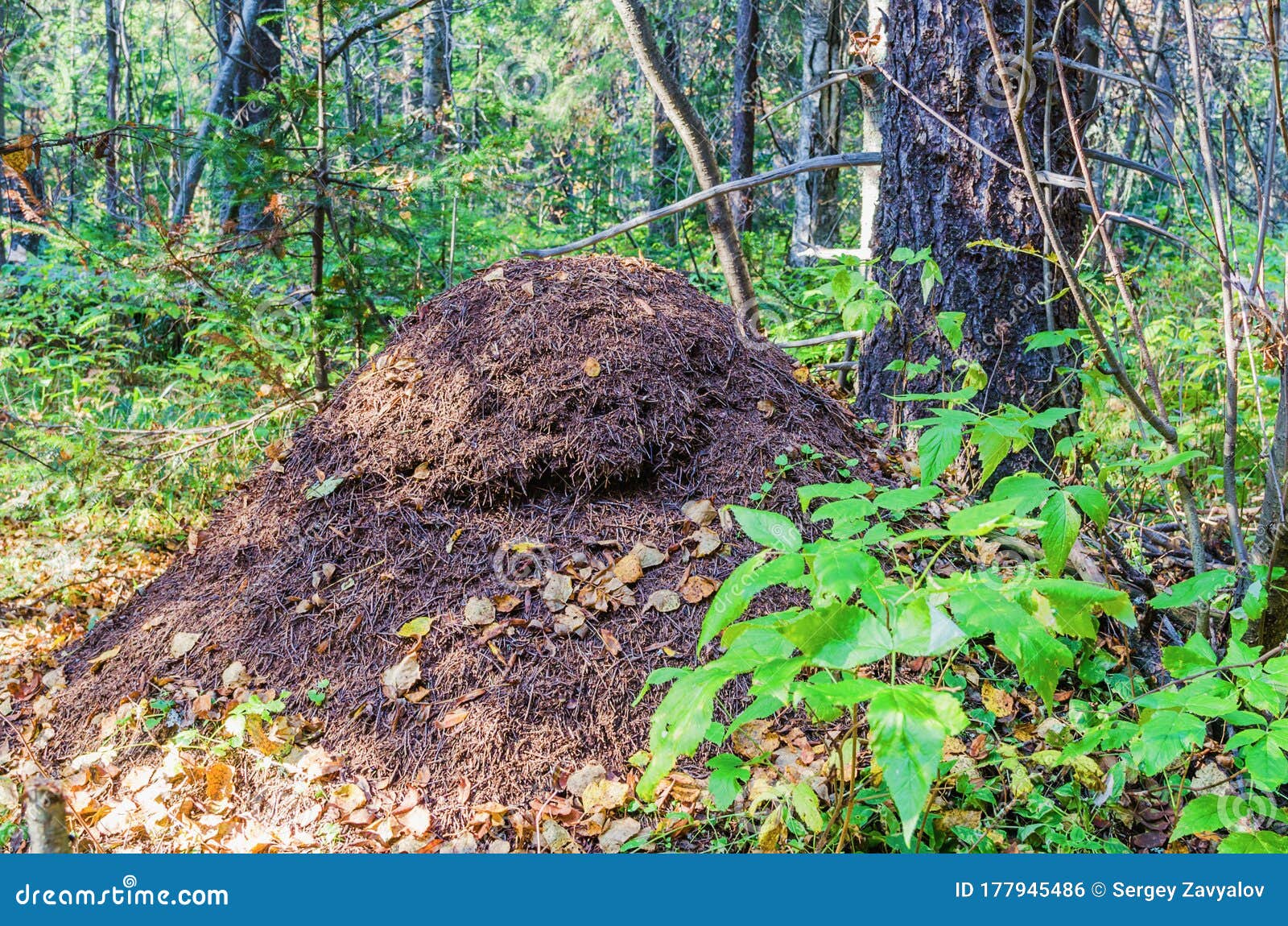 Large Ant Hill in the Forest Stock Photo - Image of pyramid, heap ...