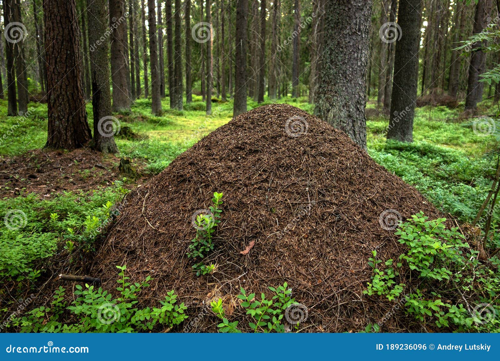 A Large Ant Hill in the Green Forest Stock Photo - Image of park, wild ...