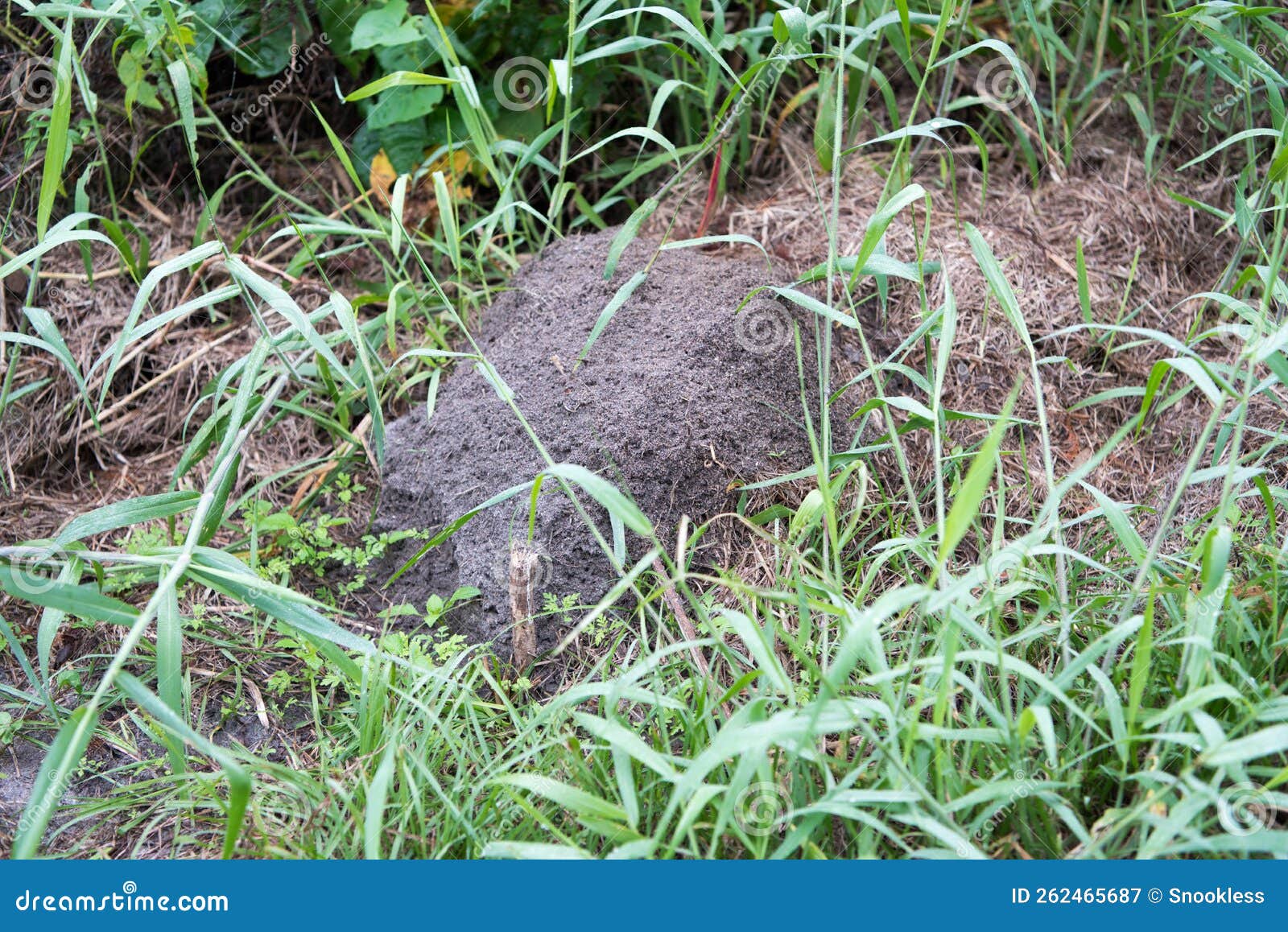 Large ant hill stock image. Image of entomology, tiny - 262465687