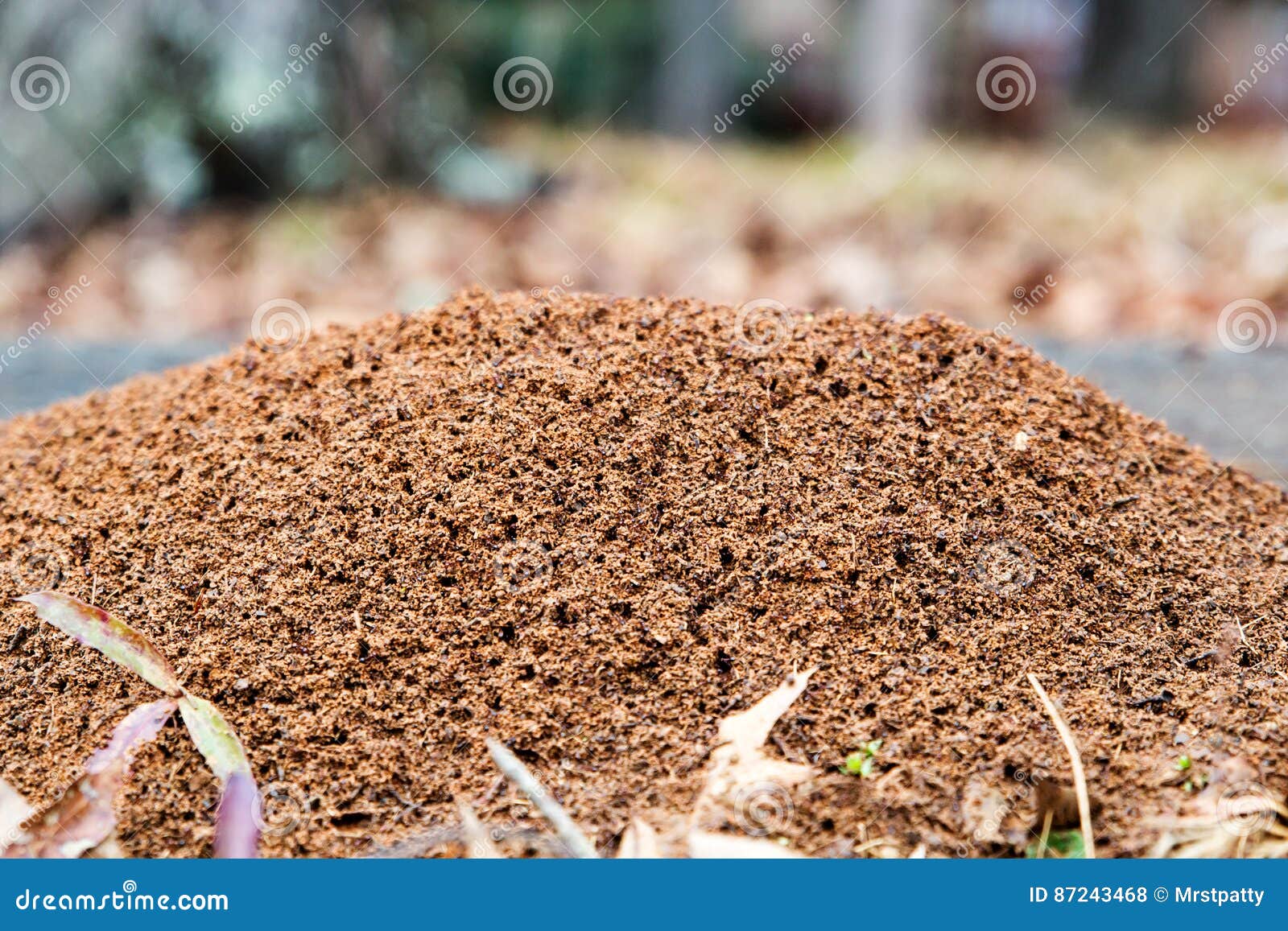 Large Ant Hill Mounded on the Ground Stock Photo - Image of crawling ...