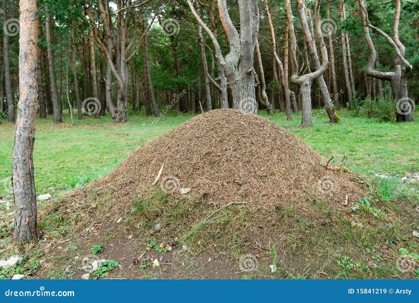 Large Anthill With Termites Insects In Nature Ants Bite Royalty-Free ...