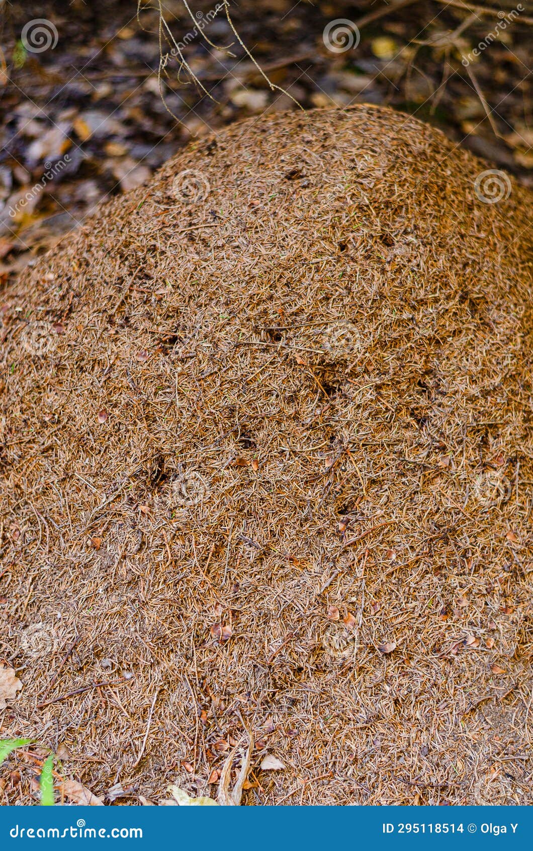 Large Anthill Close-up, Background Image Stock Photo - Image of busy ...