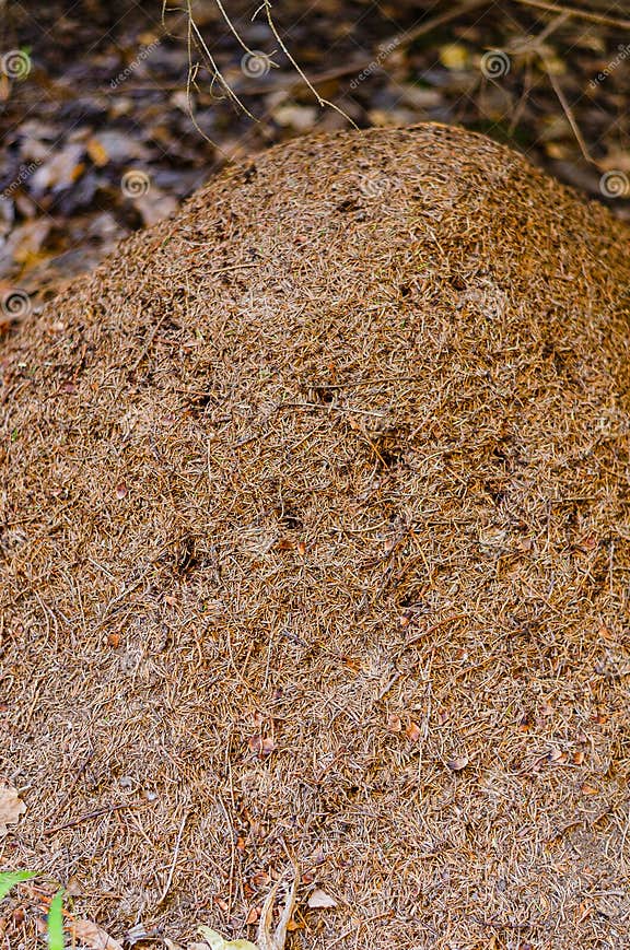 Large Anthill Close-up, Background Image Stock Photo - Image of busy ...