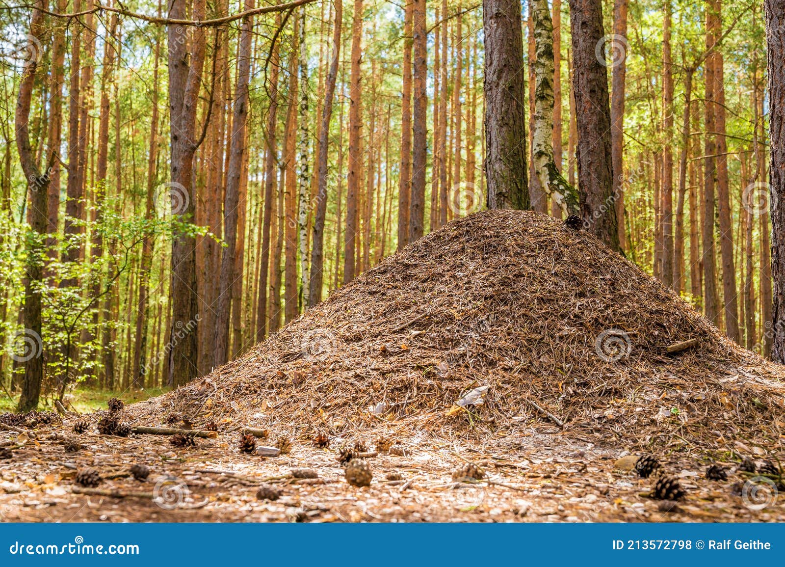 Large Anthill in a Coniferous Forest Stock Photo - Image of large ...