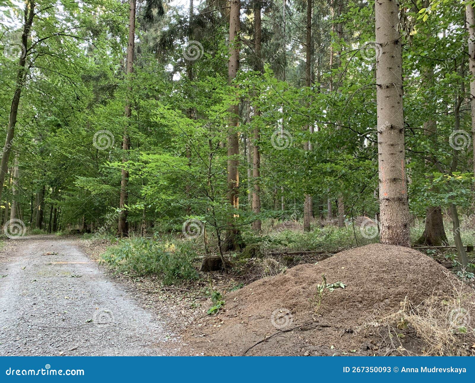 A Large Anthill at the Foot of a Tree Along a Path in a Forest in West ...