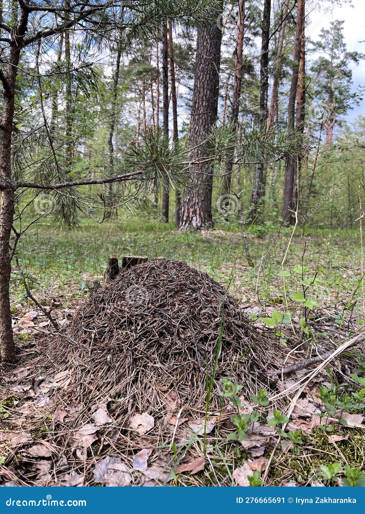 A Large Anthill in the Forest Under a Tree in Spring Stock Image ...