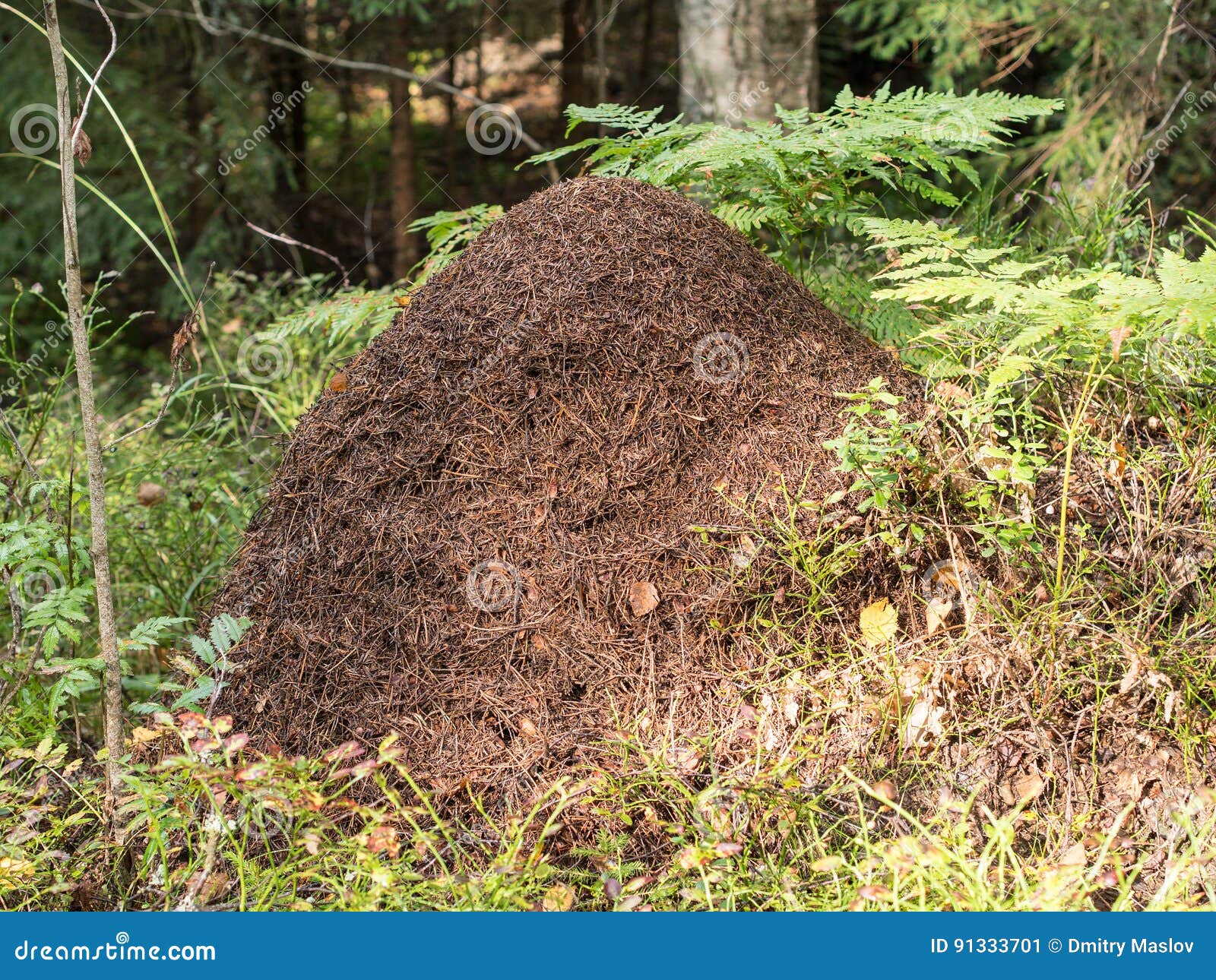 Large Anthill among the Grass Stock Image - Image of wilderness, plant ...