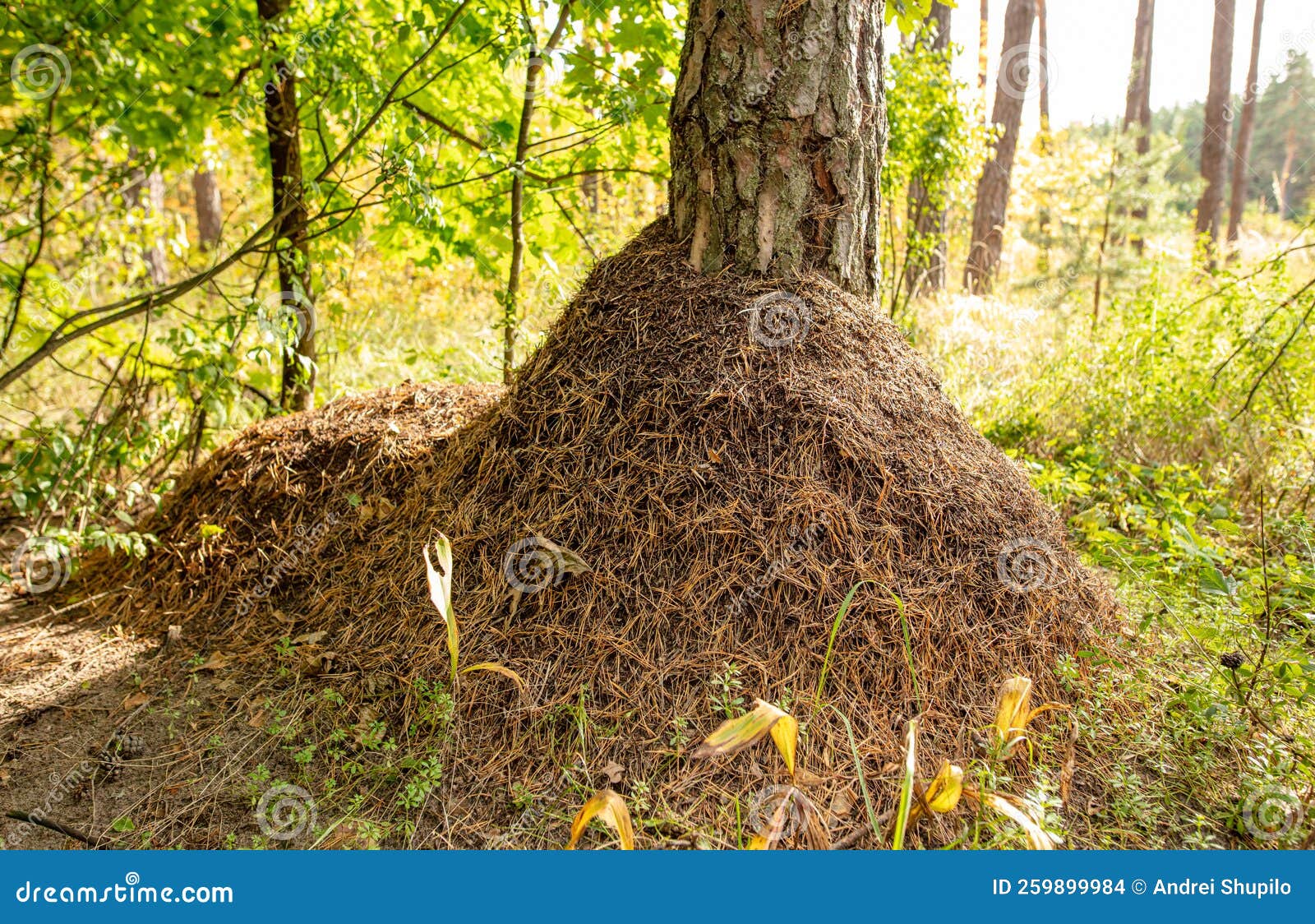 Large Anthill With Termites Insects In Nature Ants Bite Royalty-Free ...