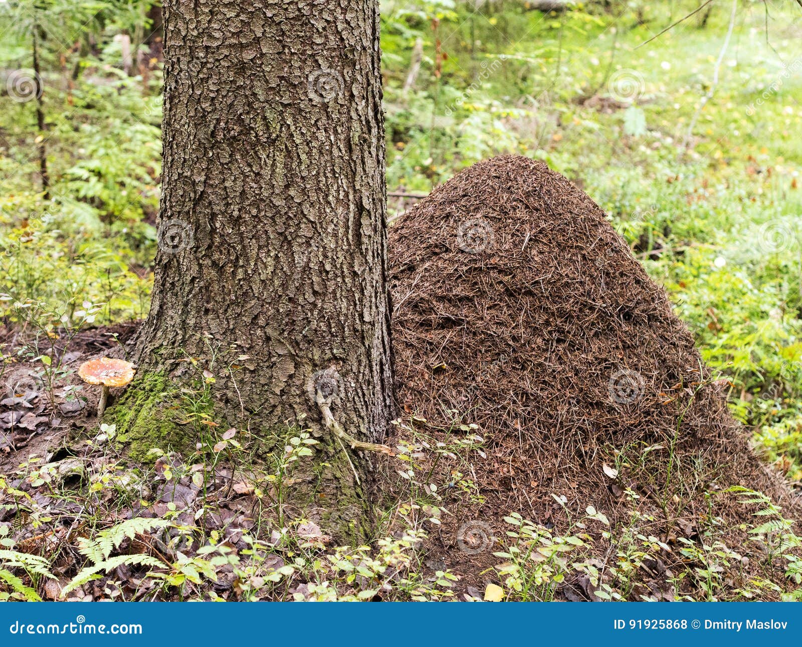Large anthill near a tree stock photo. Image of plant - 91925868