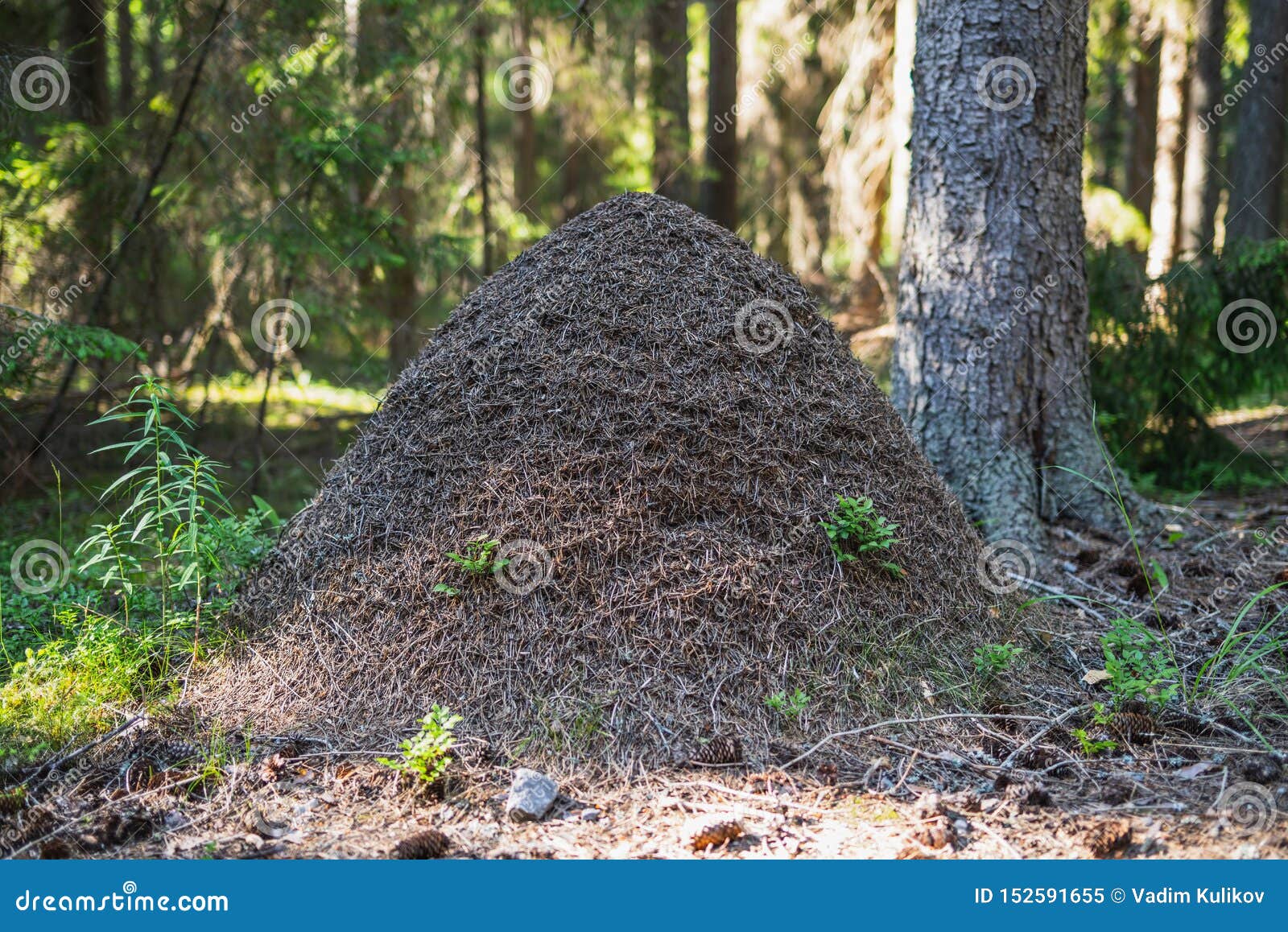 Large Anthill in a Pine Forest Close-up Stock Image - Image of outdoor ...