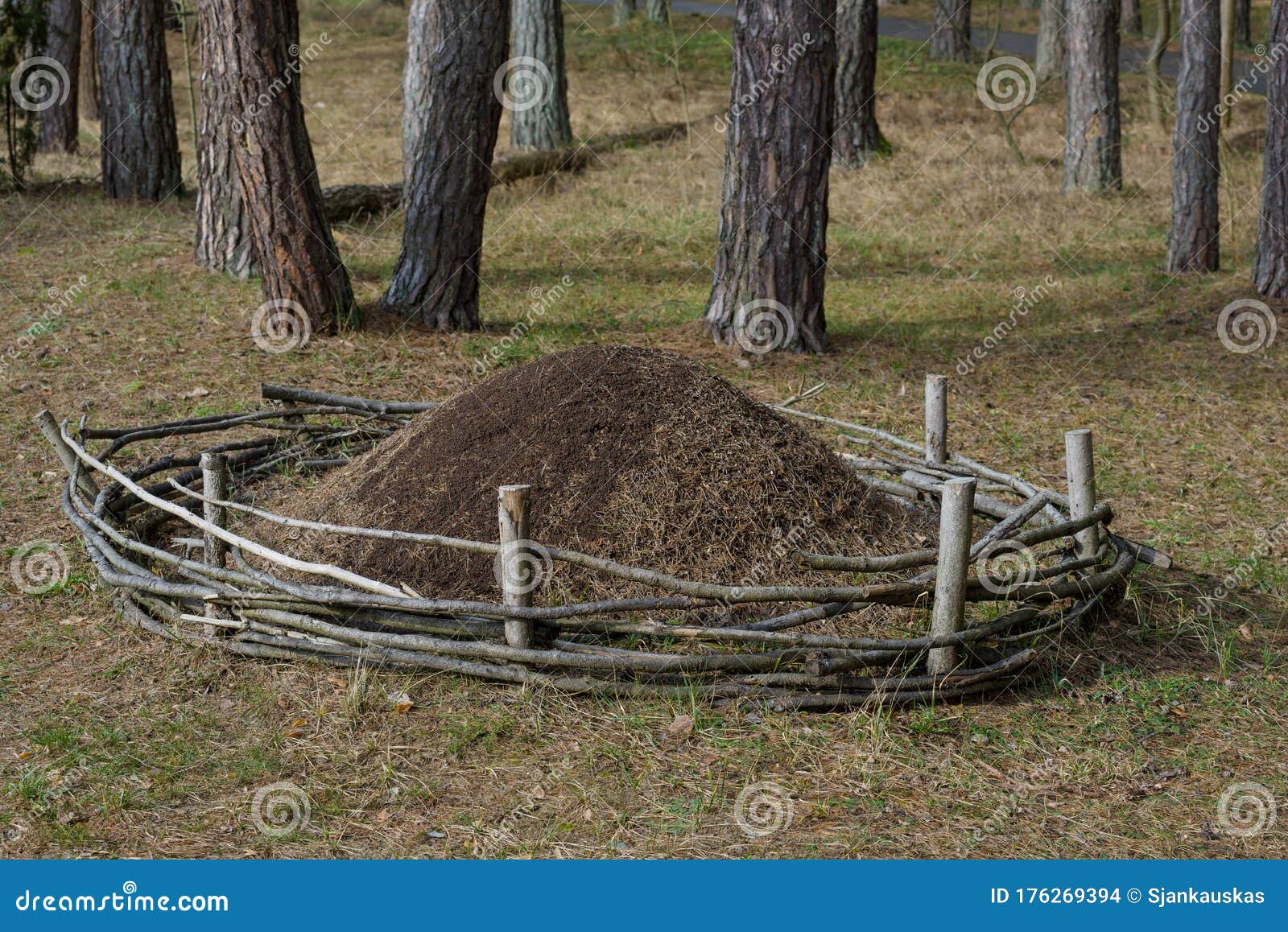 Large anthill in a park stock photo. Image of wilderness - 176269394