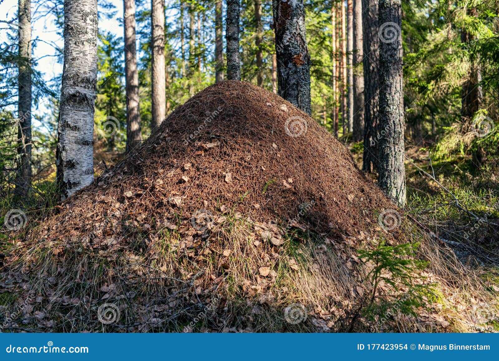 Large Anthill in Spring Sunlight Stock Photo - Image of rufa, ants ...