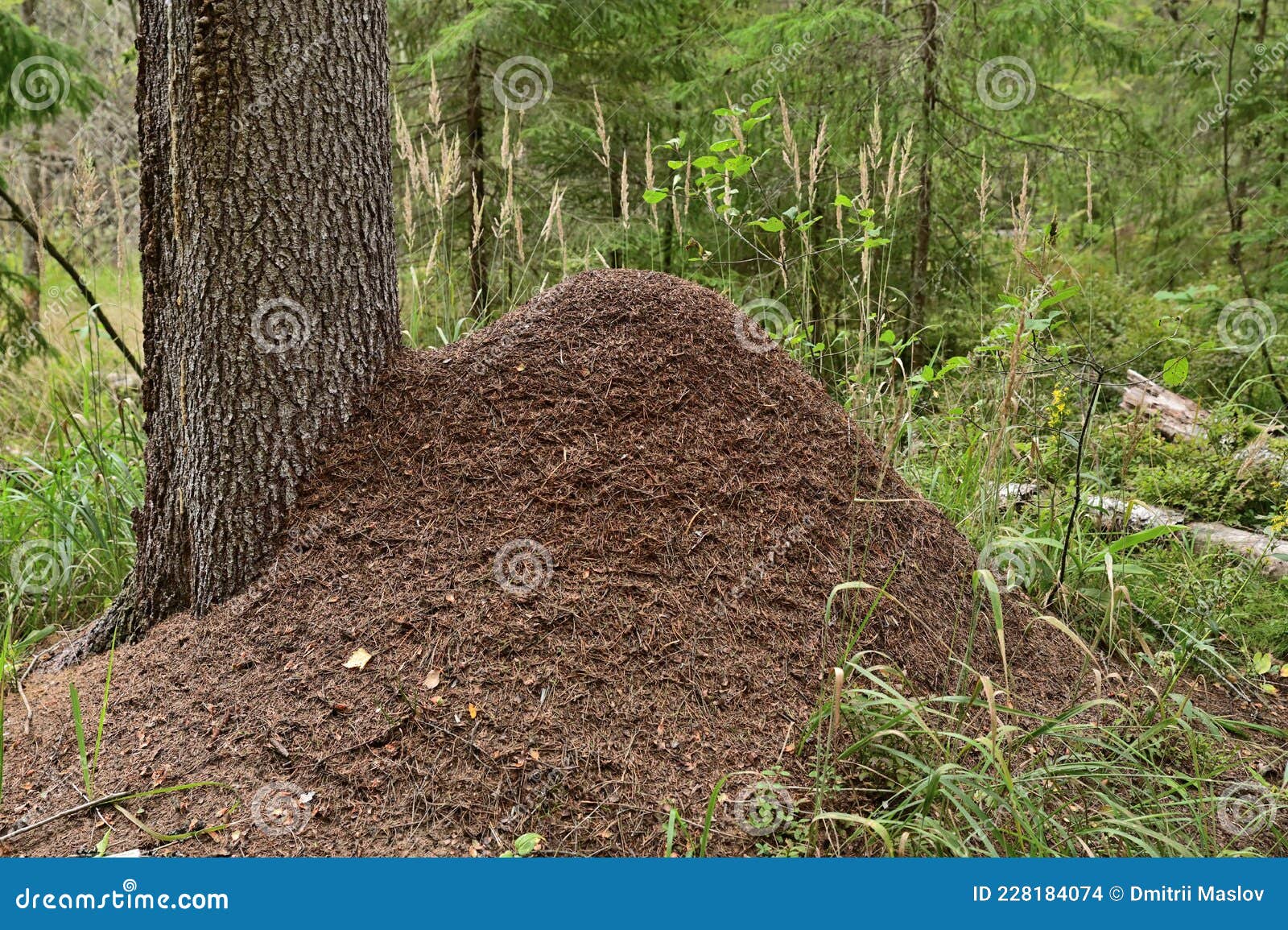 A Large Anthill Under a Thick Pine Tree. There is Tall Grass All Around ...