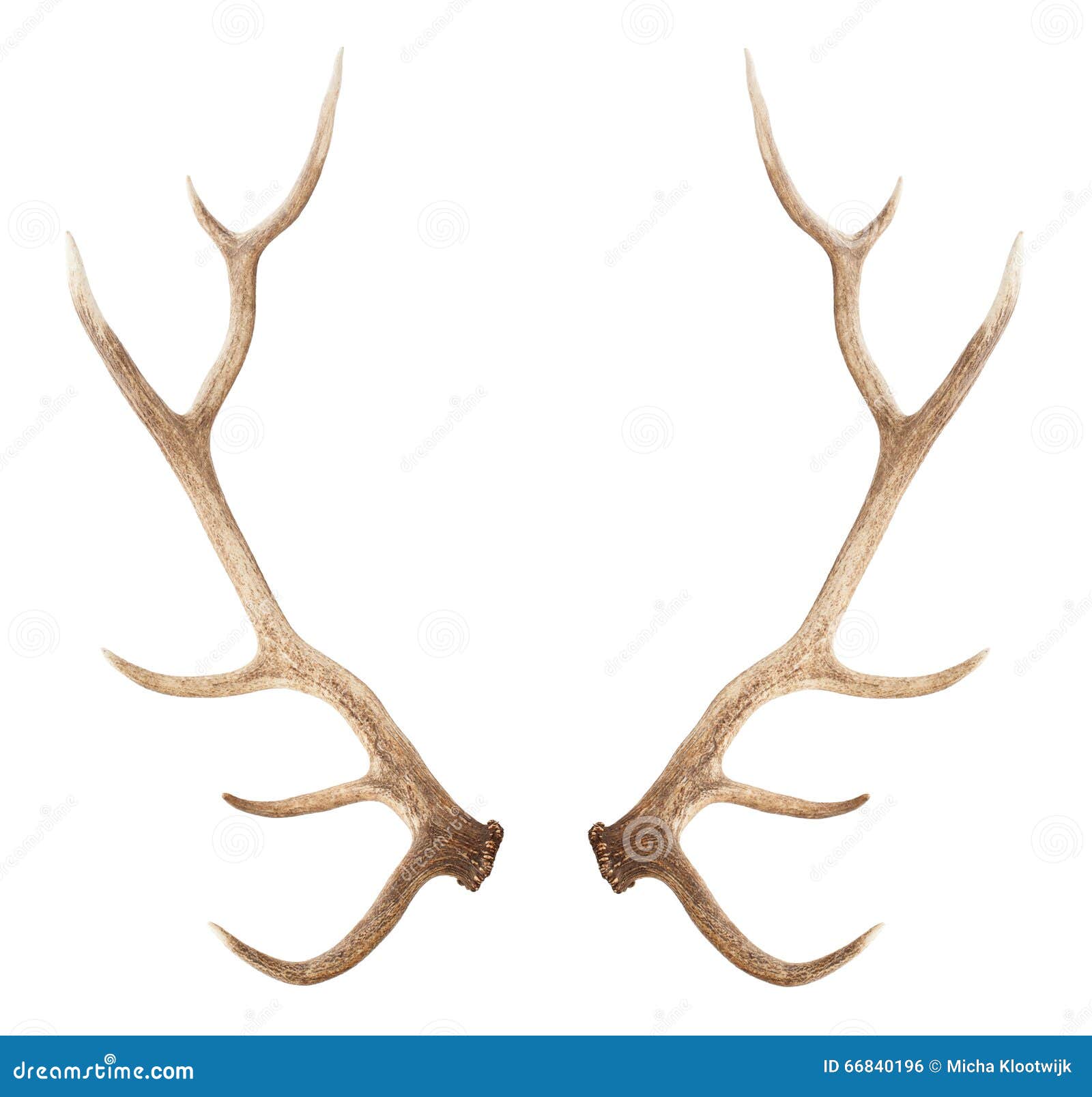 Large Antler Isolated on White Background Stock Photo - Image of ...