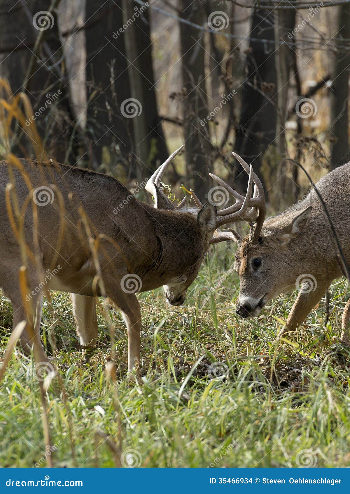 Large Antlered Deer Fighting Stock Photo - Image of buck, deer: 35466934