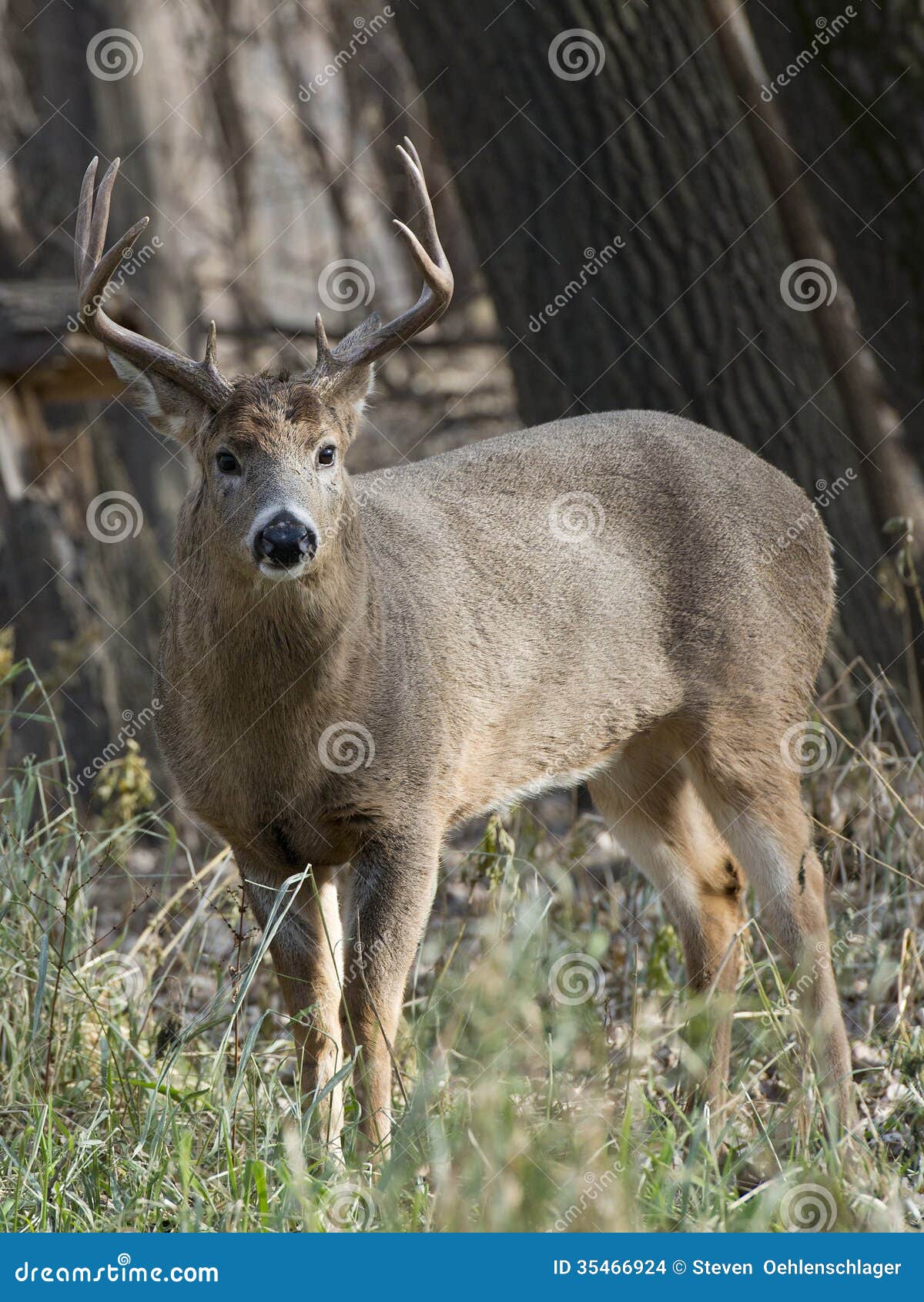 Large Antlered Deer stock photo. Image of season, sniffing - 35466924