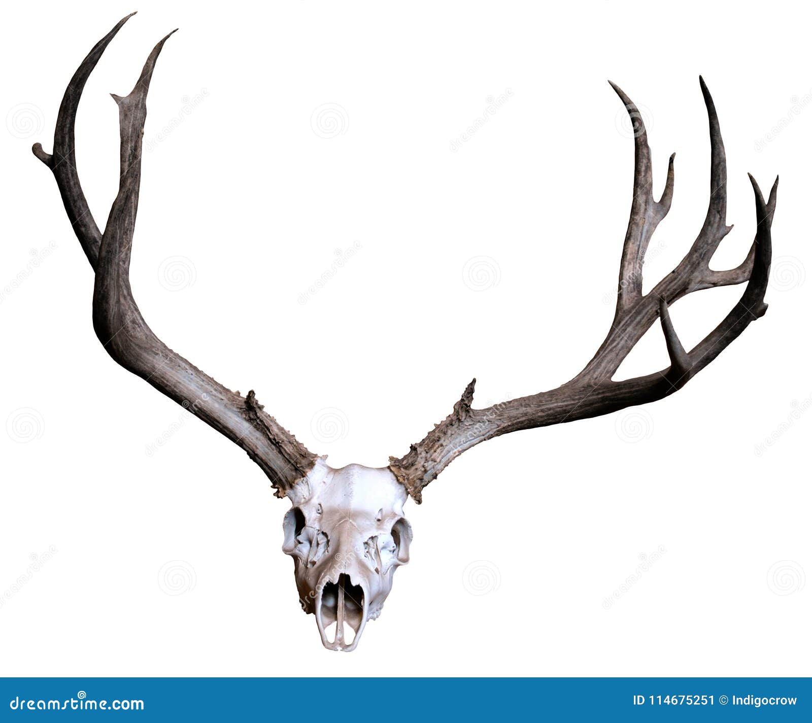 Deer Antlers stock image. Image of bones, death, skeleton - 114675251