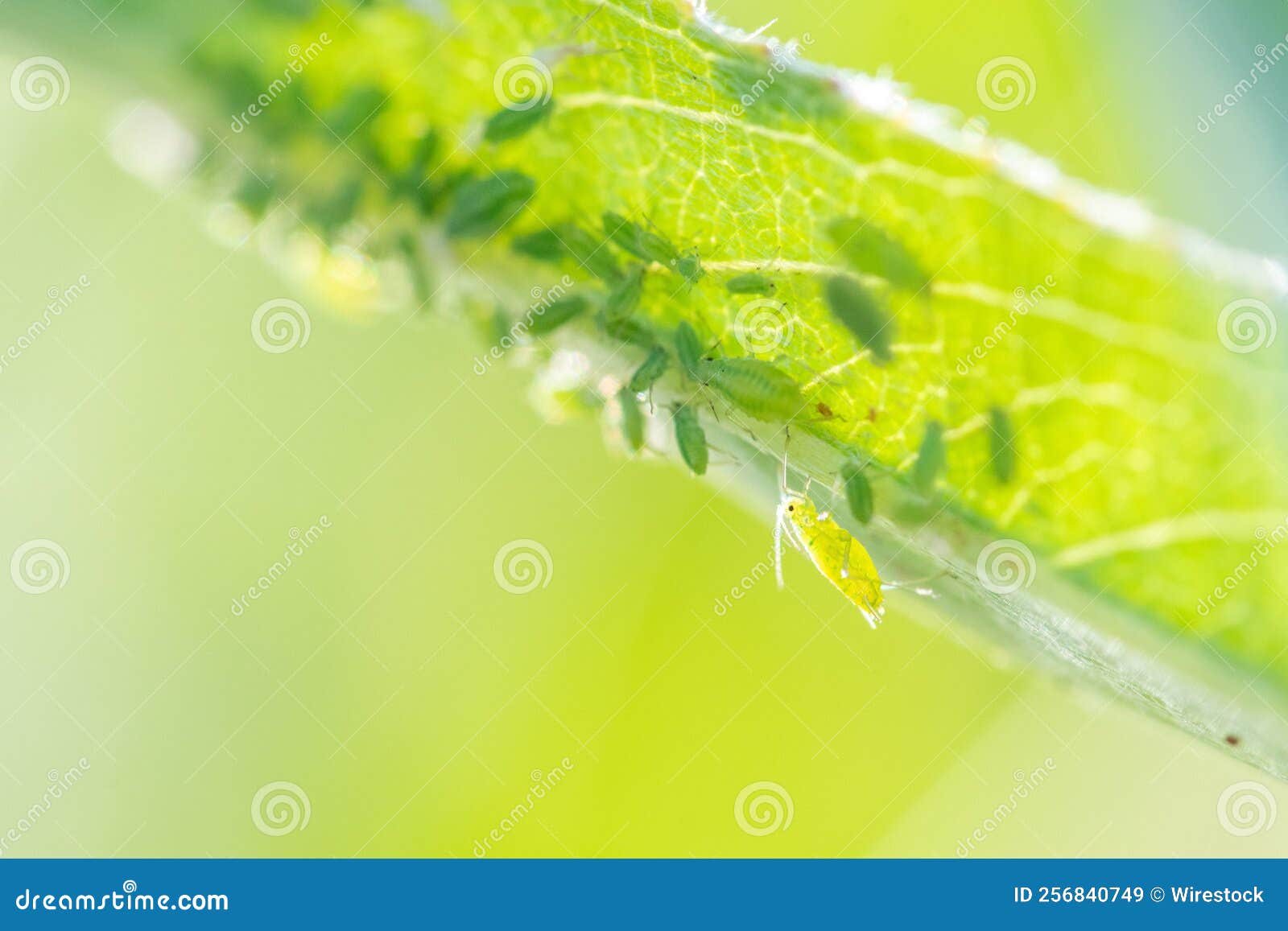 Large Aphid Near a Group of Aphids on a Leaf Stock Image - Image of ...