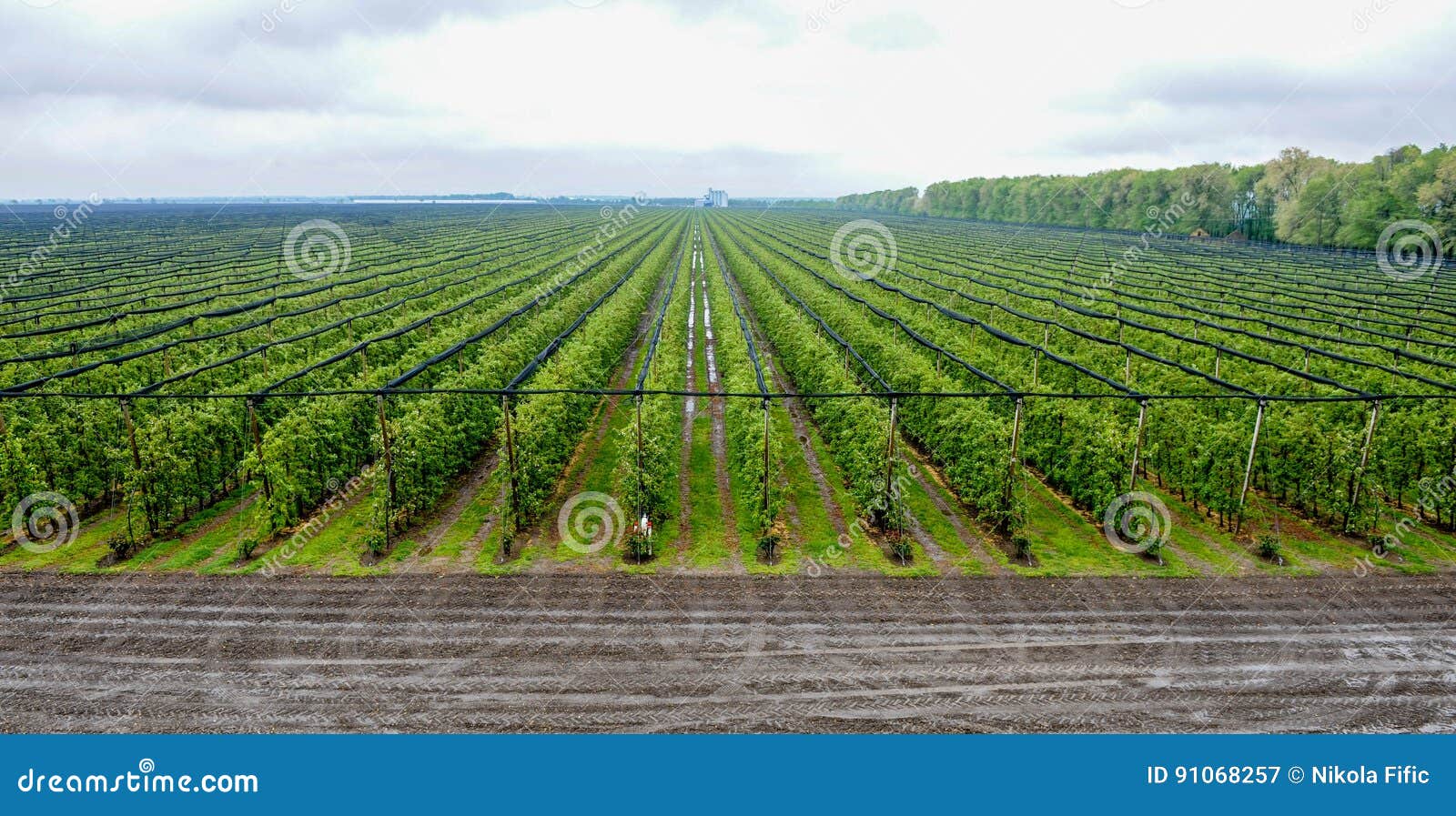 Large Apple Orchard Aerial View Stock Image - Image of natural, fresh ...