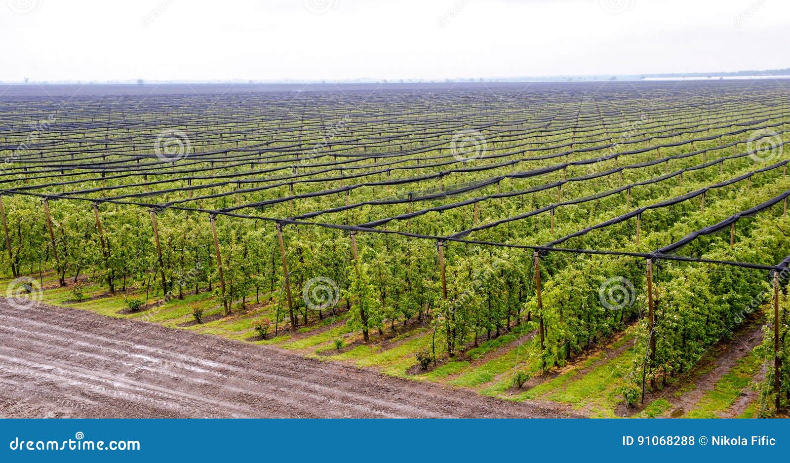 Large Apple Orchard Aerial View Stock Photo - Image of equipment ...