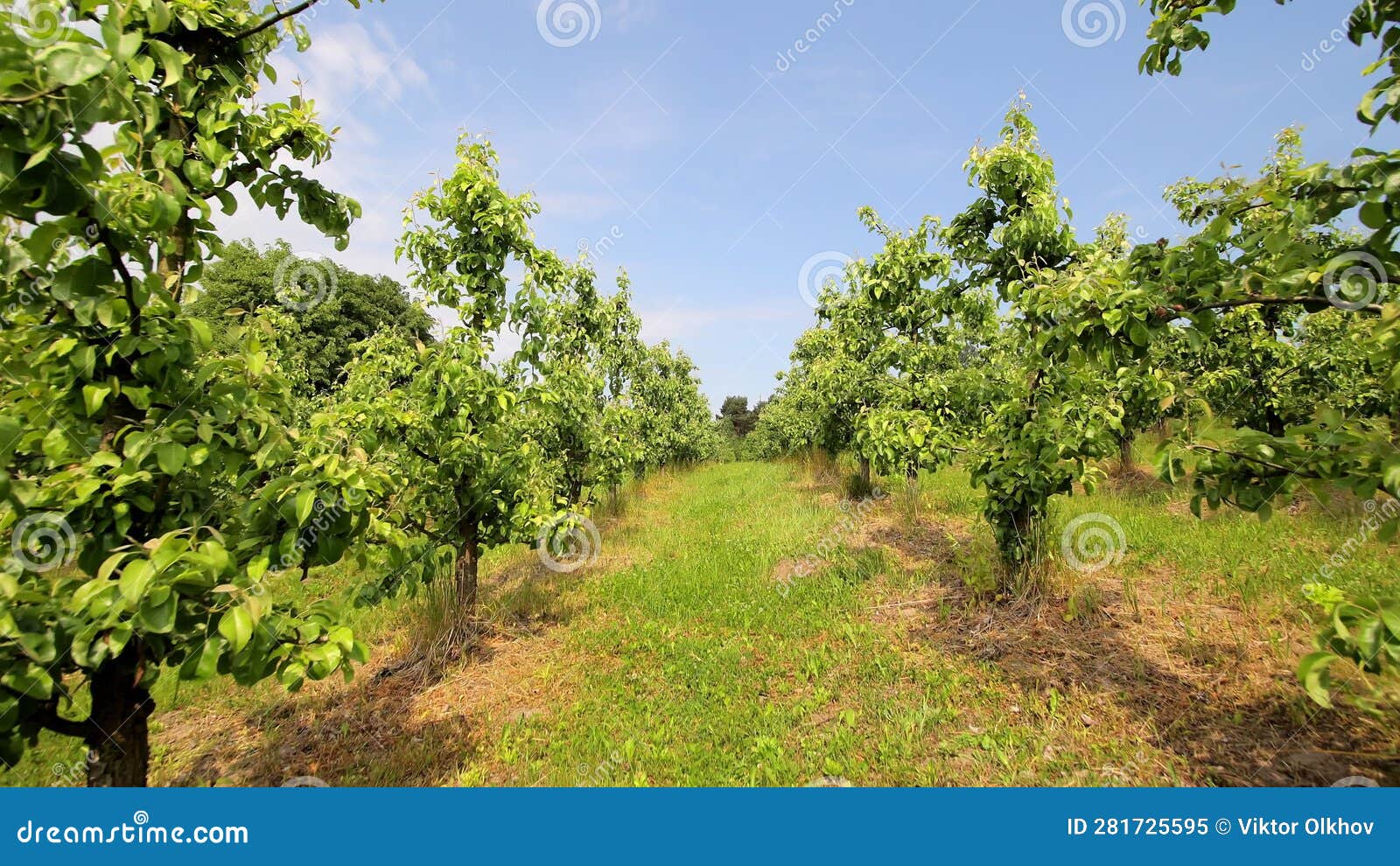 A Large Apple Orchard. Apple Trees are Planted in a Row. Panorama of an ...
