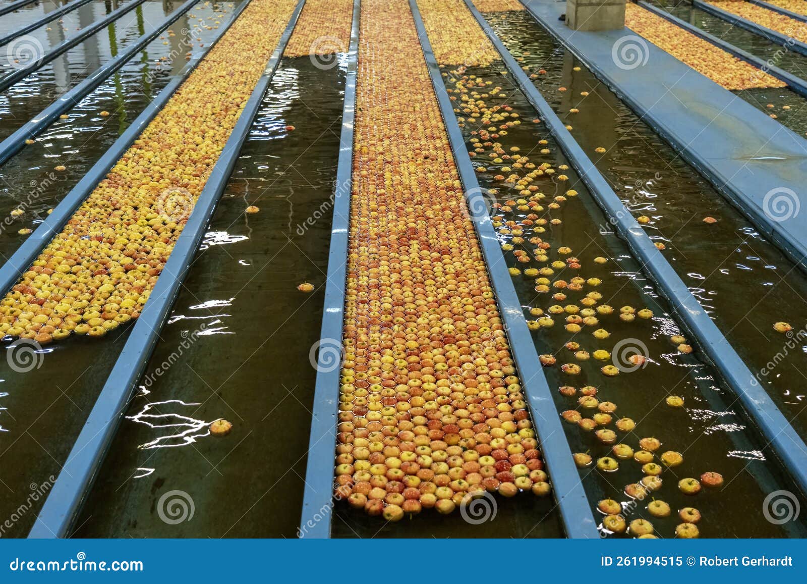 Large Apple Processing Plant Interior with Apples in Flumes Transported ...