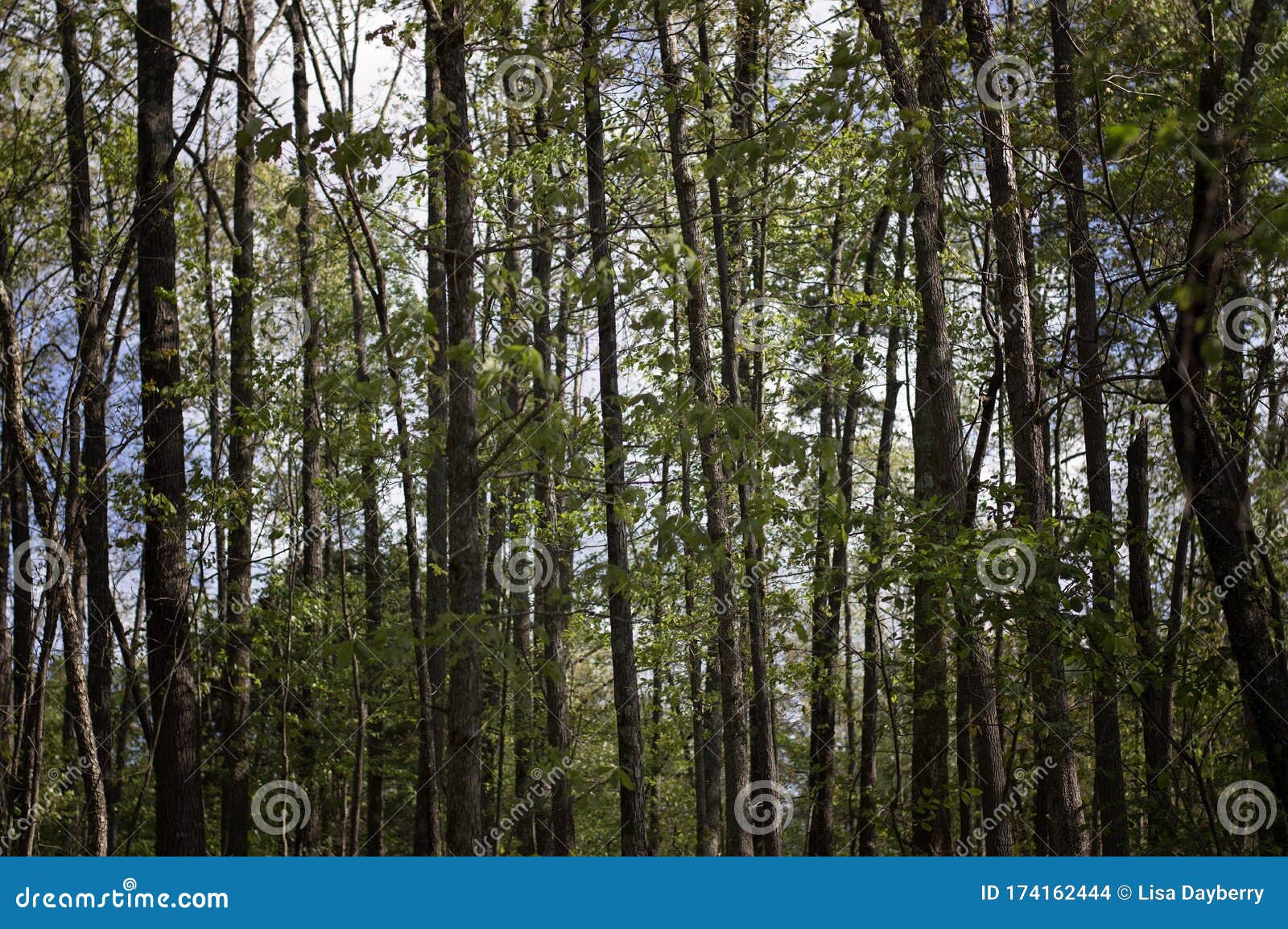 Large Area of Grouped Trees Stock Photo - Image of sunlight, september ...