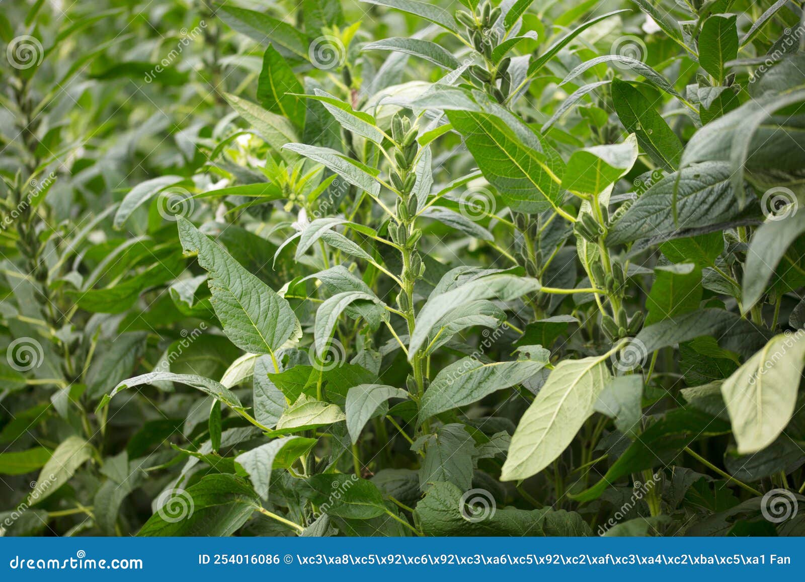 Large area of sesame field stock photo. Image of crops - 254016086