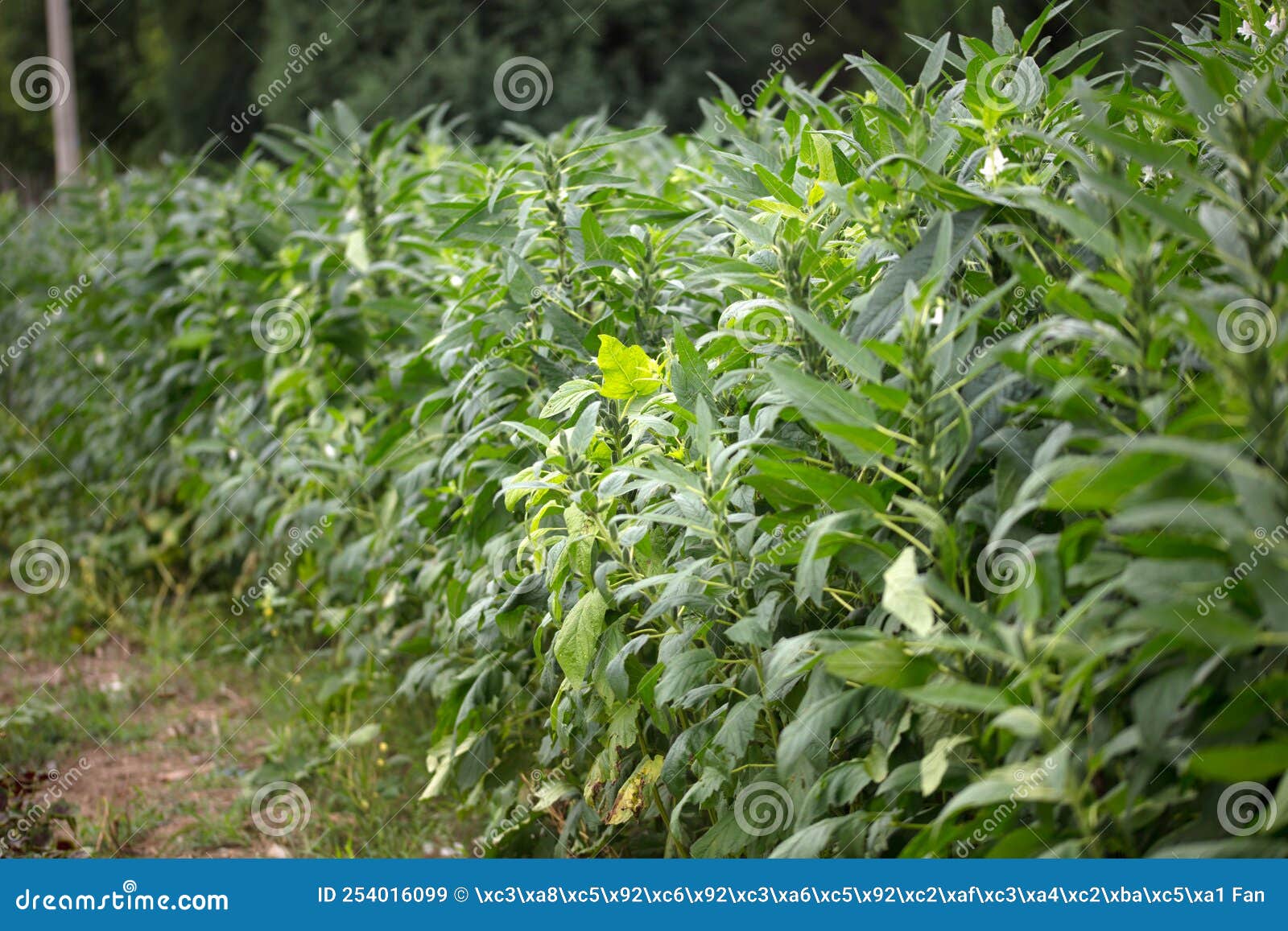 Large area of sesame field stock image. Image of nature - 254016099