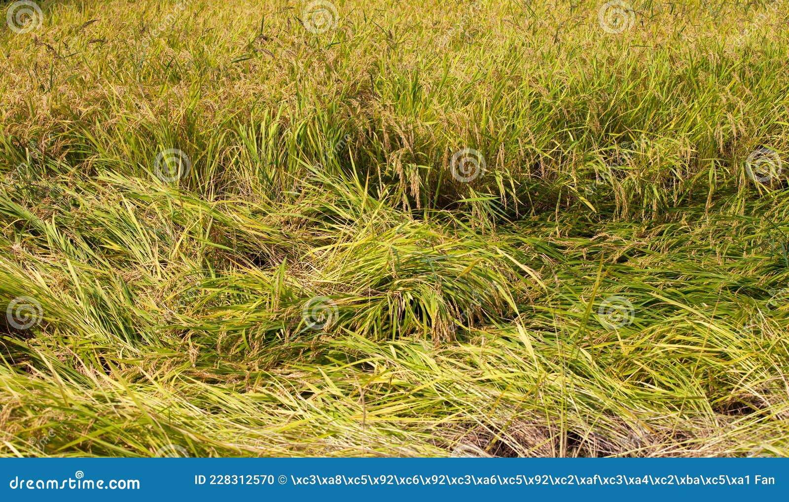 Large Areas of Fallen Rice in Rural Rice Fields Stock Photo - Image of ...