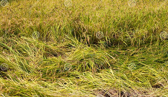 Large Areas of Fallen Rice in Rural Rice Fields Stock Photo - Image of ...
